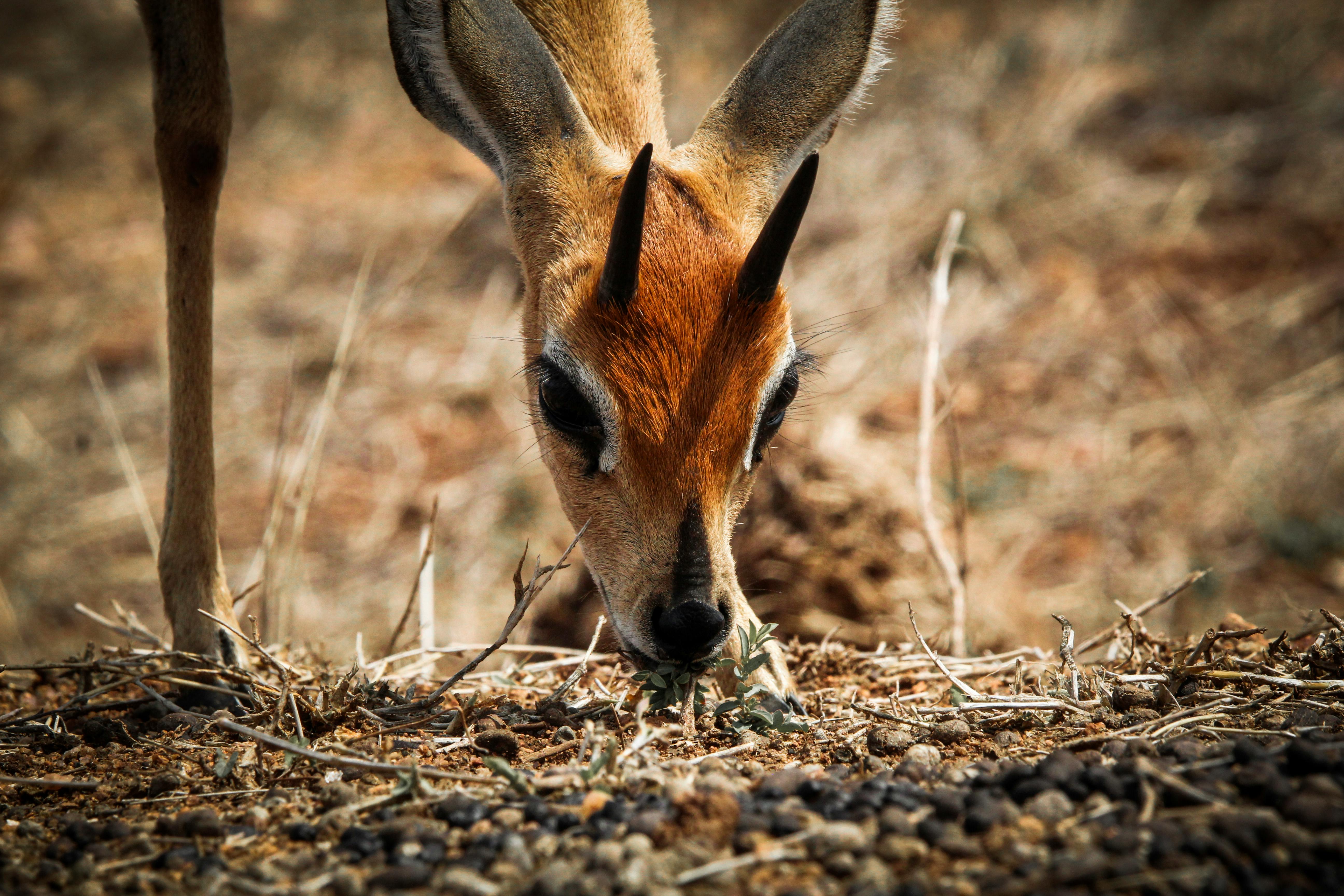 Steenbok Grazing in Kruger National Park · Free Stock Photo