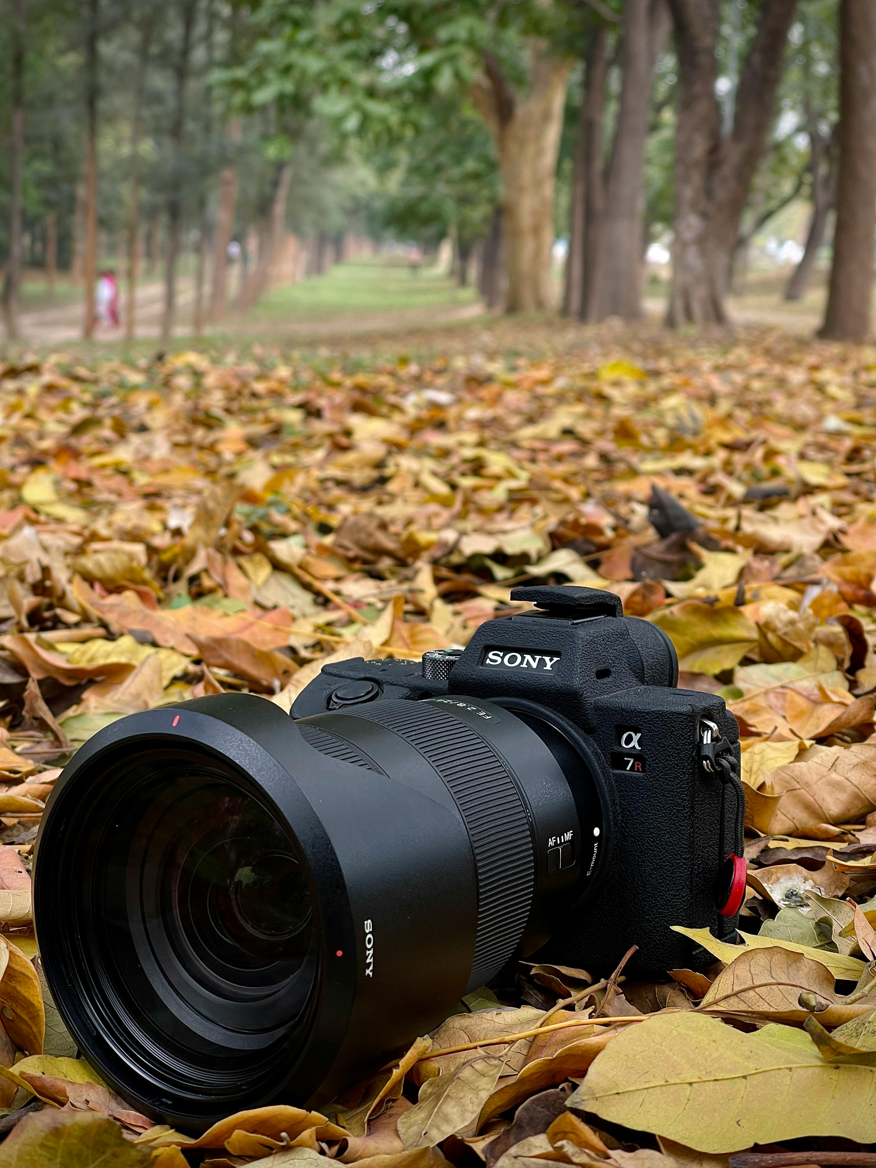 Professional Camera in Autumn Leaves Outdoors · Free Stock Photo