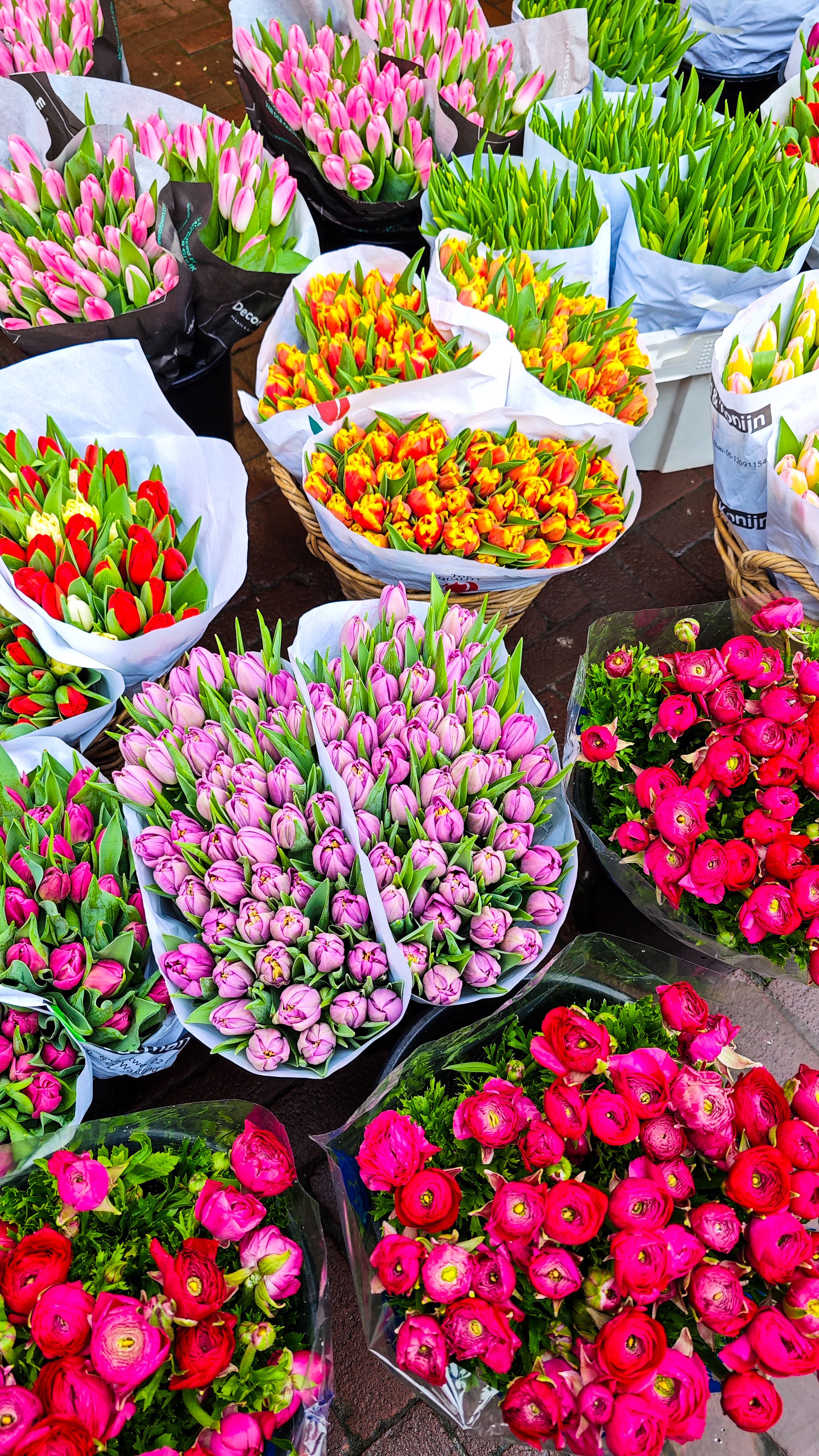 Colorful Tulips Displayed at Amsterdam Market · Free Stock Photo