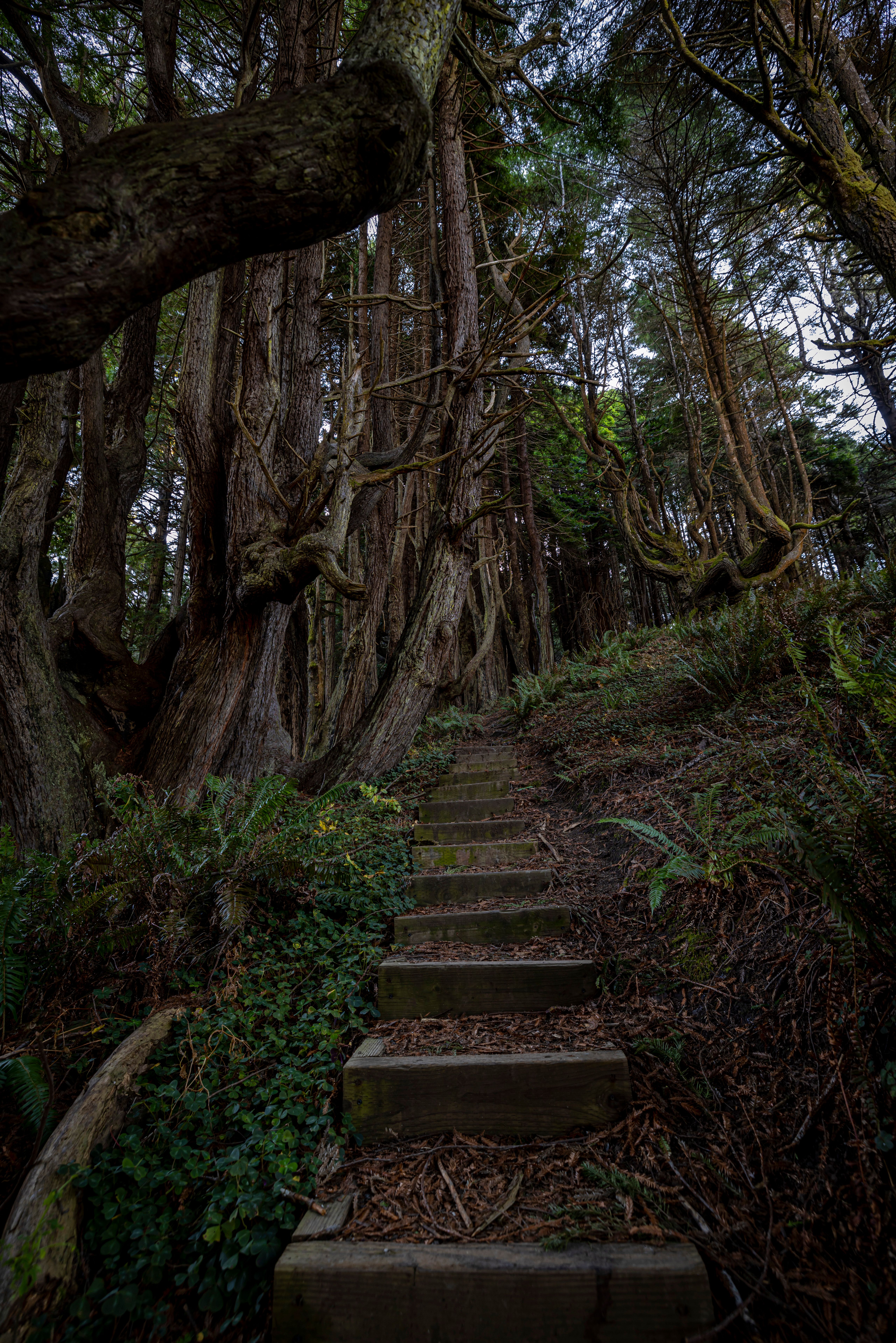 Mysterious Forest Path Leading to Dense Woods · Free Stock Photo