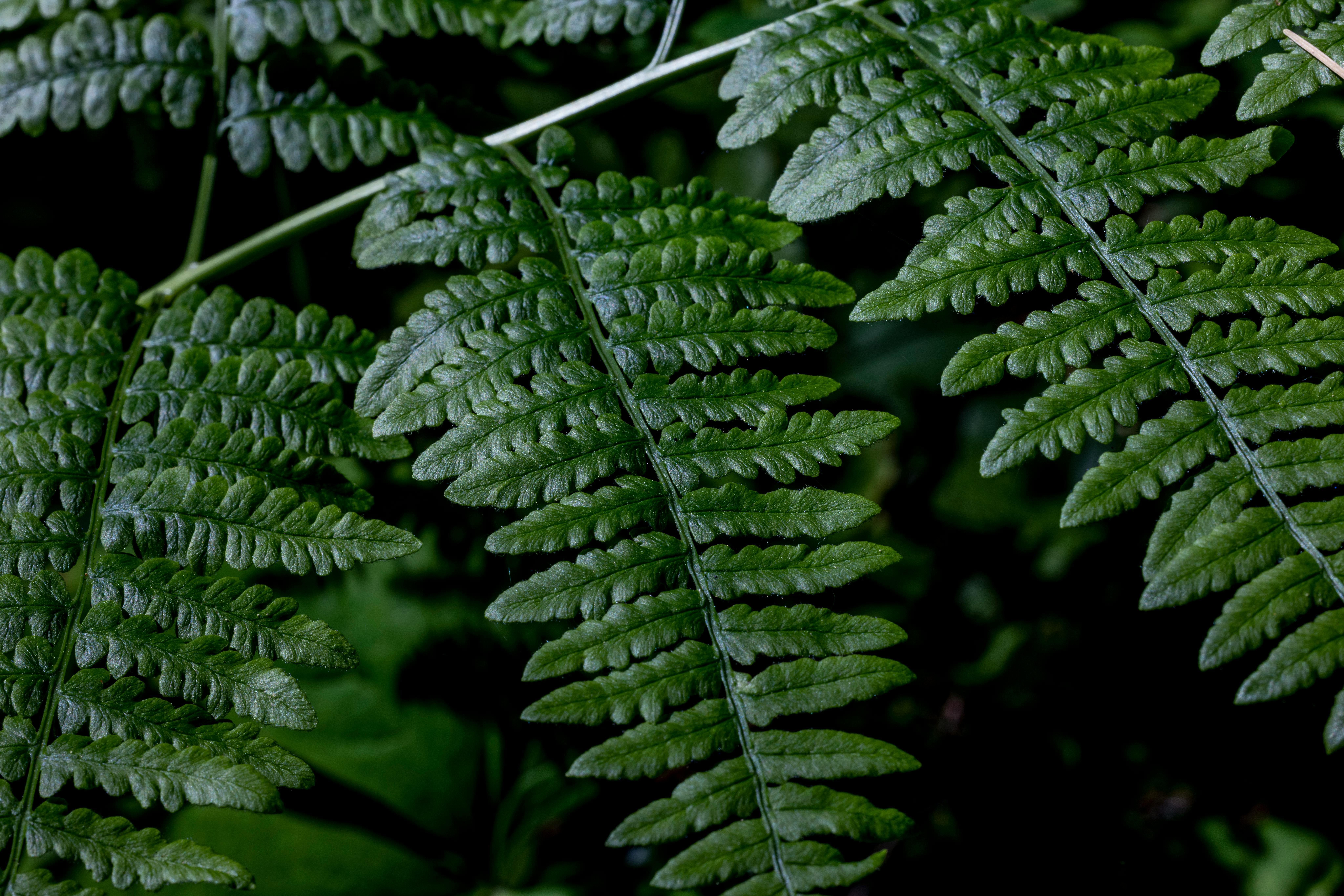 Photo of Two Fern Leaves · Free Stock Photo