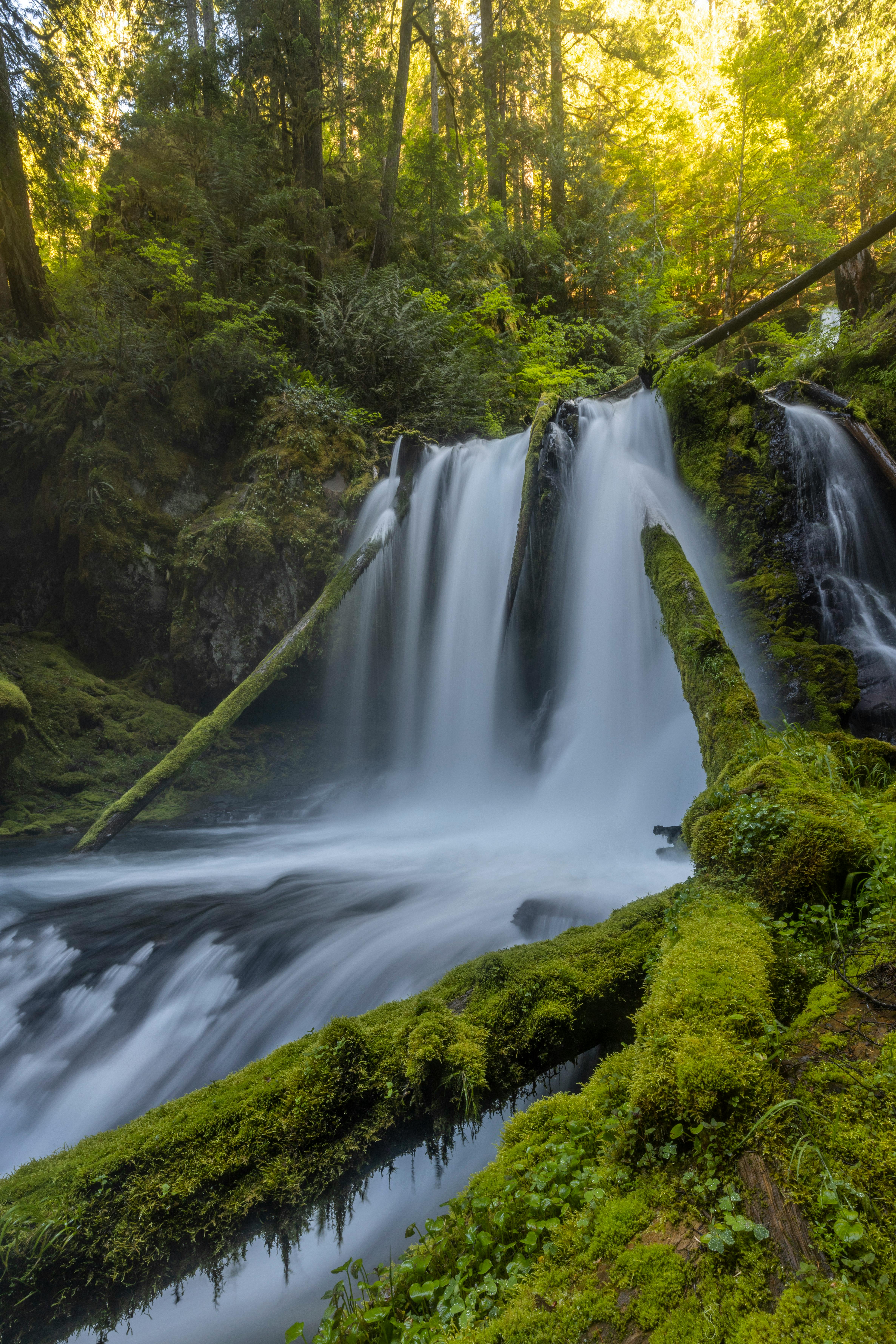 Waterfalls Surrounded by Trees · Free Stock Photo