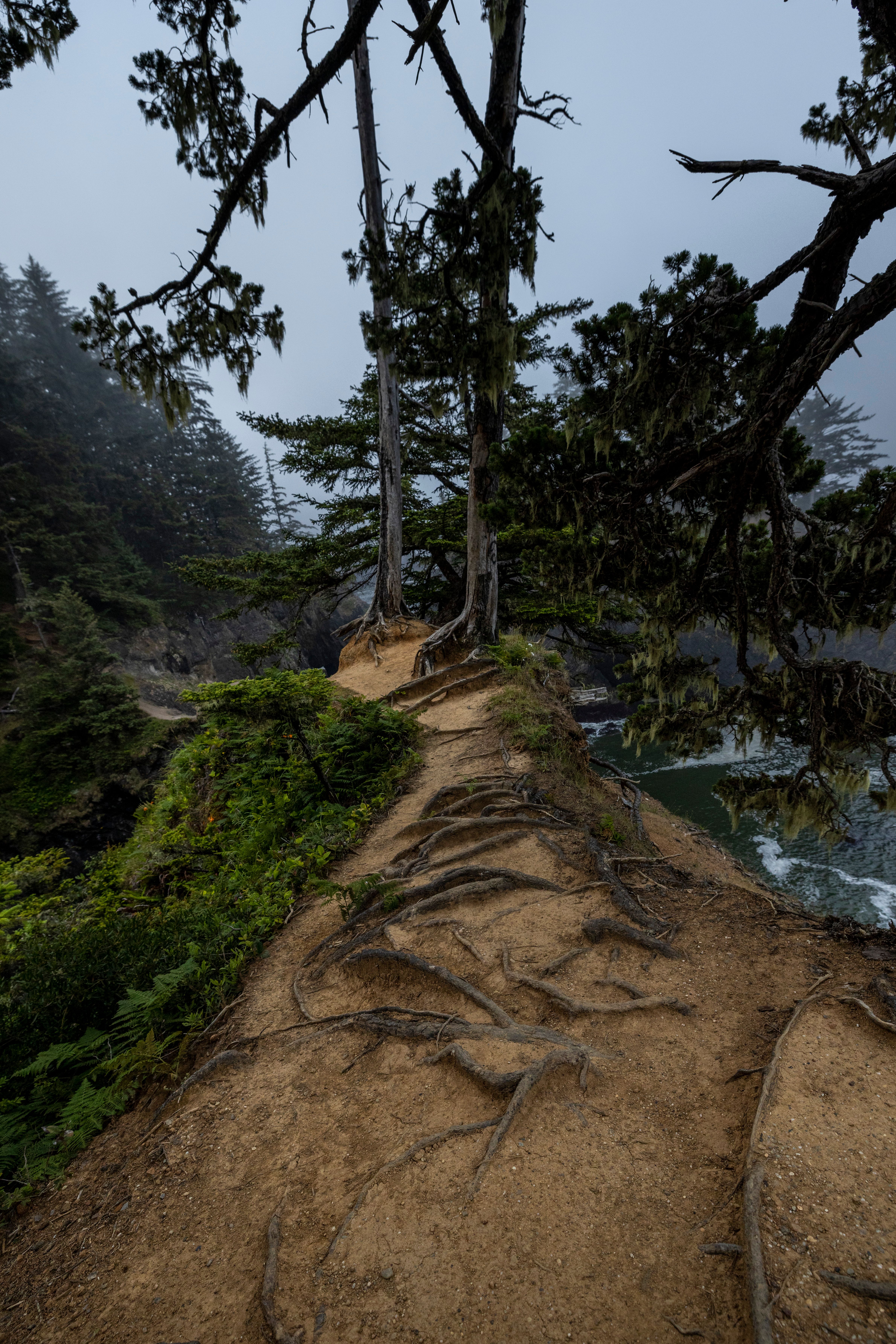 Aerial Photography of Green Forest · Free Stock Photo