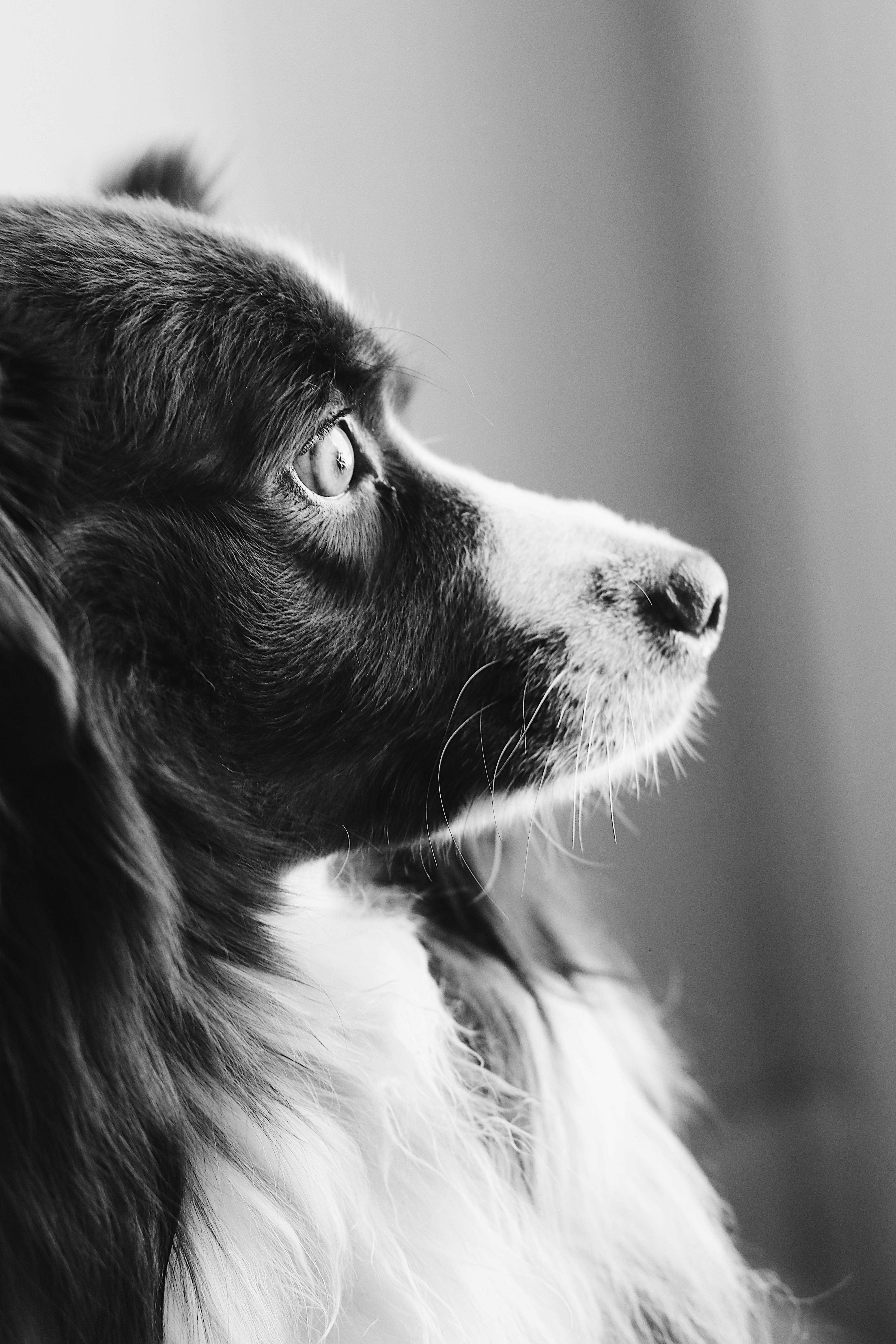 Close-Up Profile of a Thoughtful Australian Shepherd · Free Stock Photo