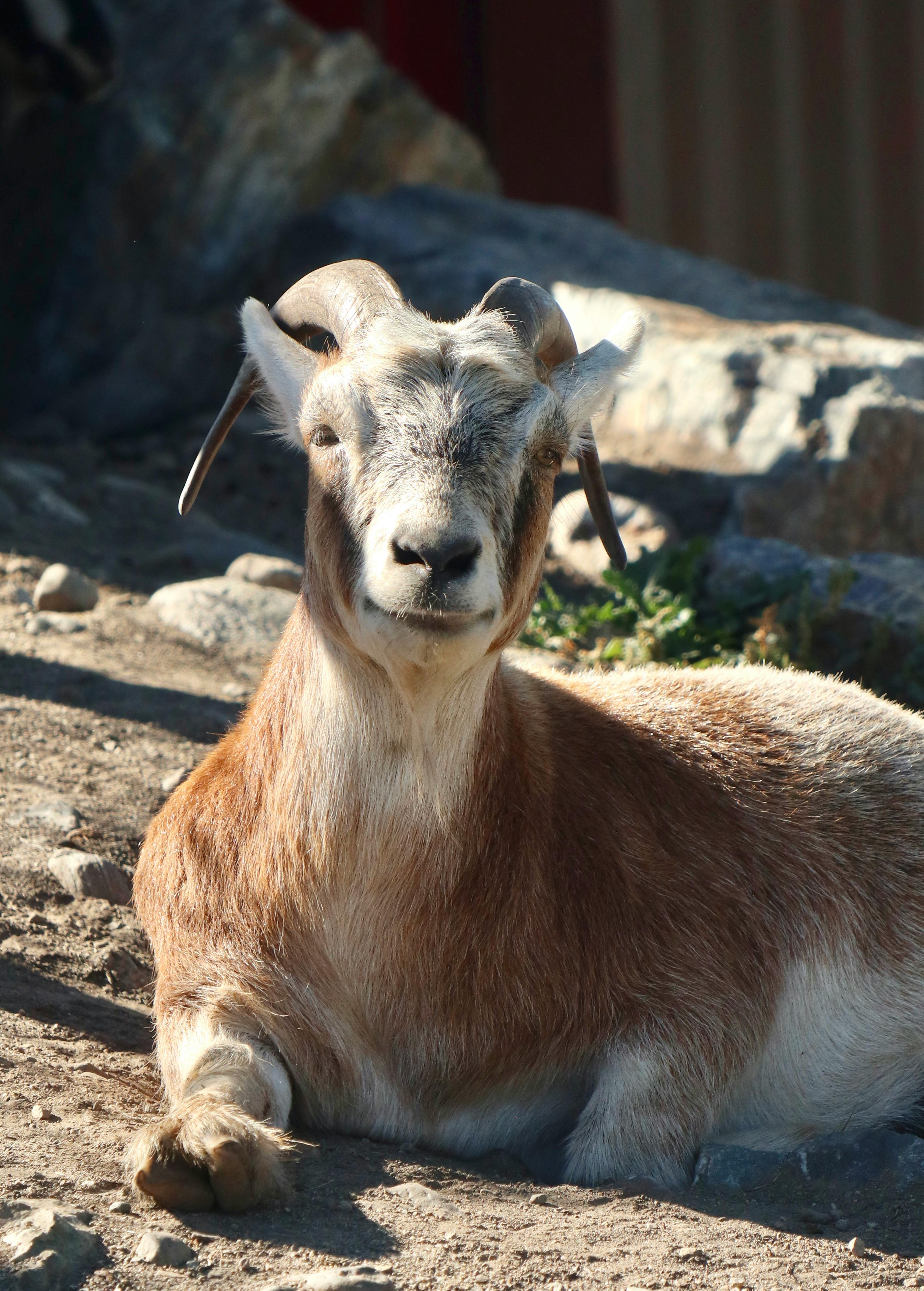 Resting Goat in Sunlight in Natural Habitat · Free Stock Photo