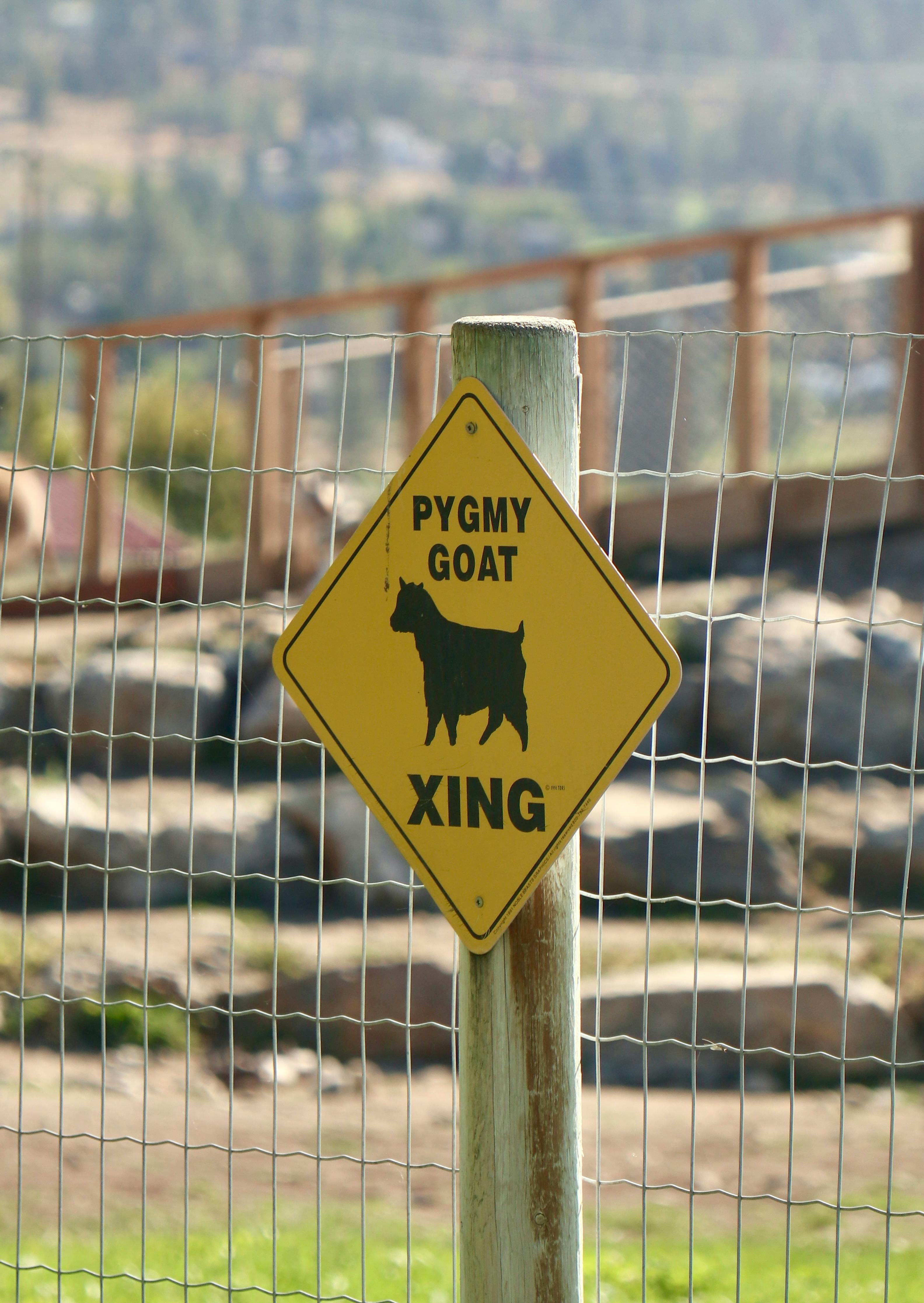 Pygmy Goat Crossing Sign in Rural Setting · Free Stock Photo