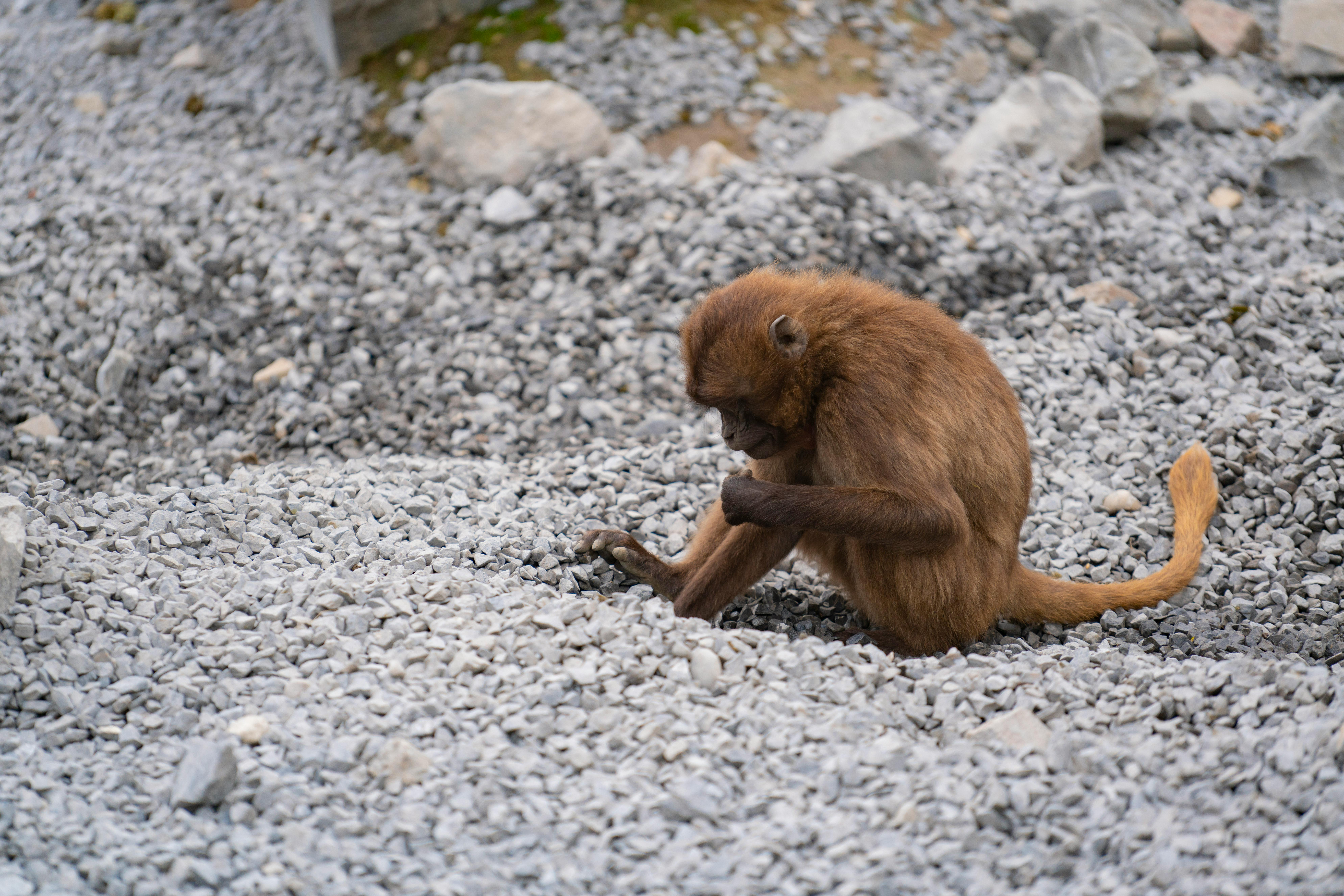Brown Monkey Sitting on Rocky Ground · Free Stock Photo