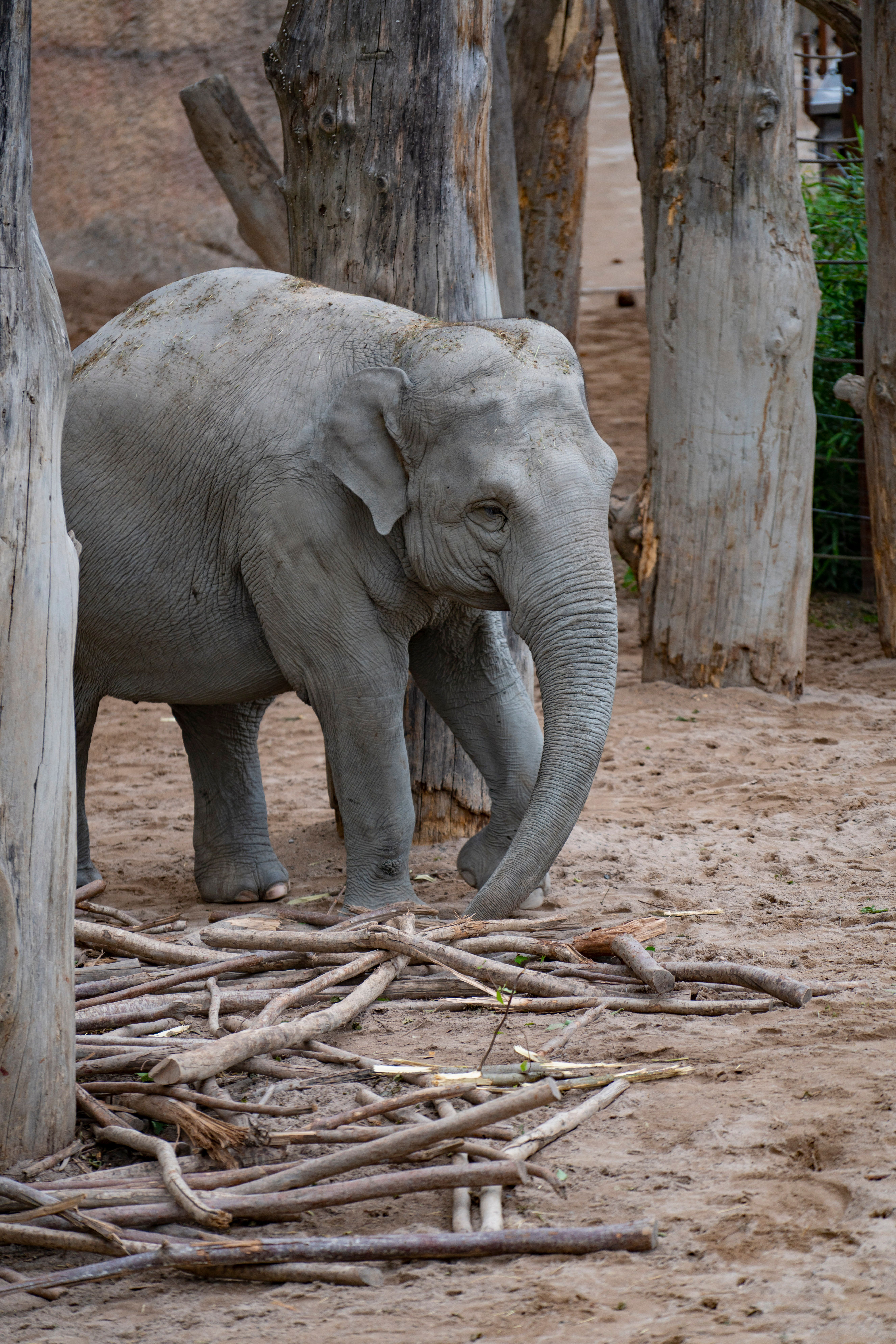 Black Elephant Near Trees · Free Stock Photo