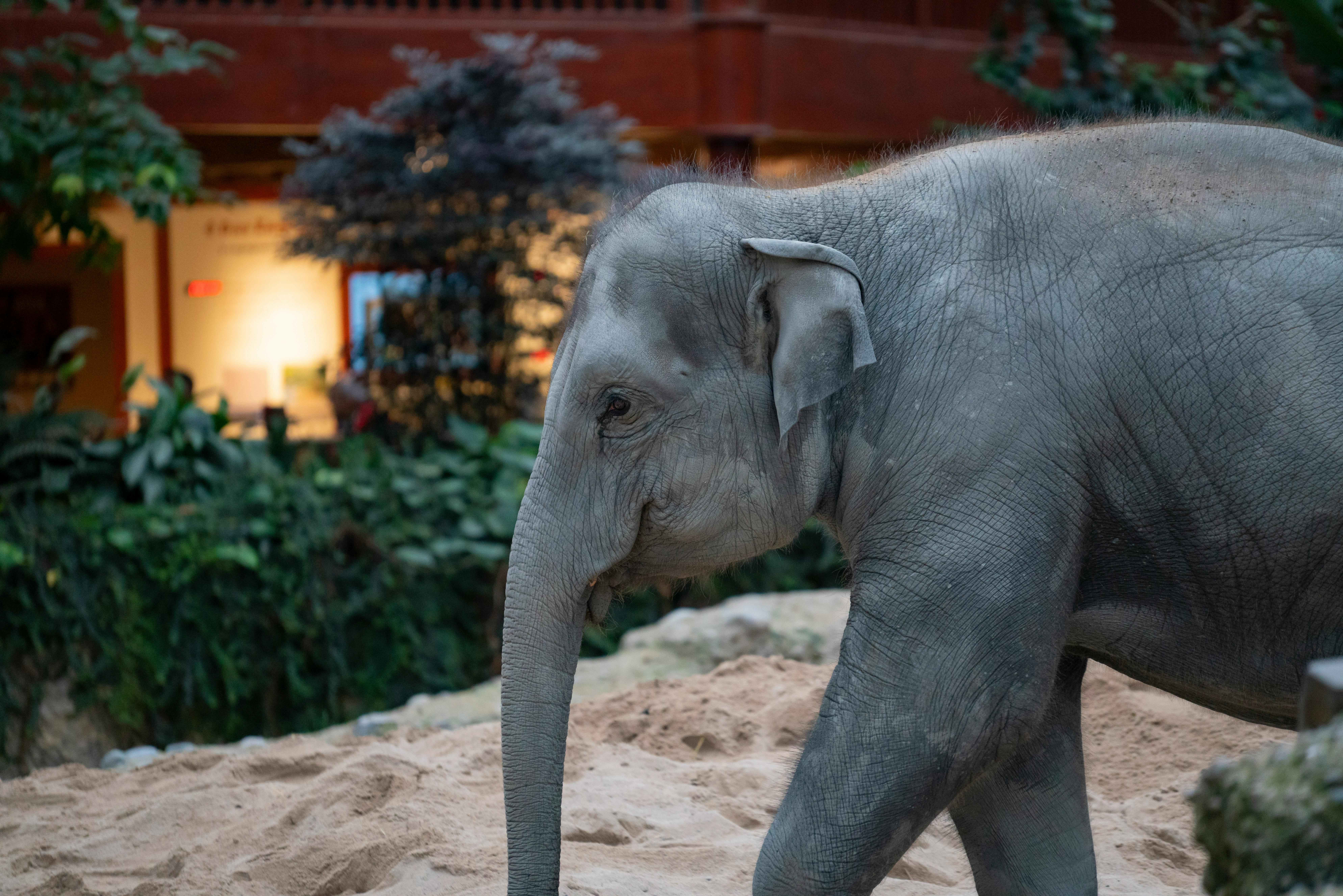 Young Elephant in Indoor Habitat Display · Free Stock Photo