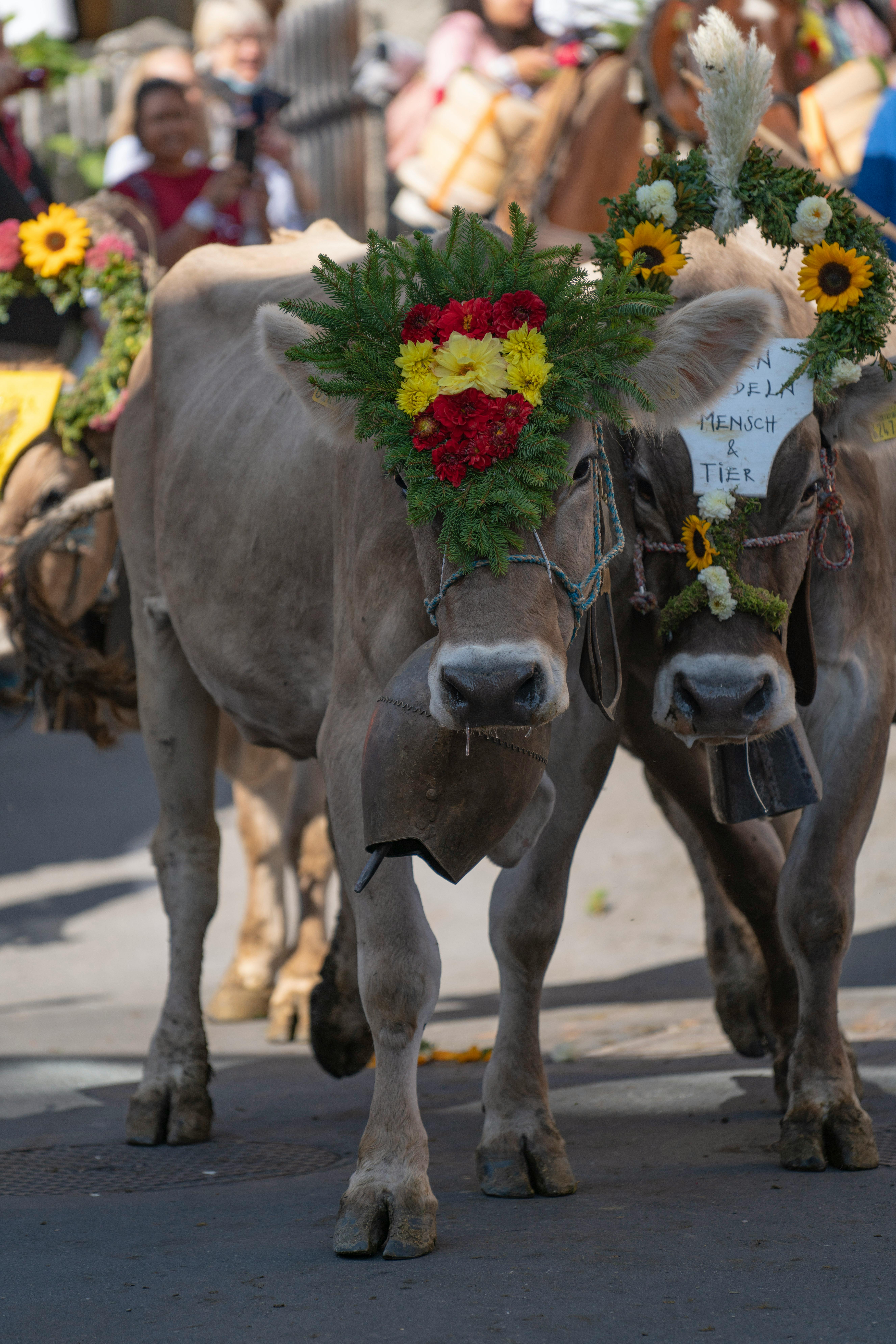 Decorated Cattle in Traditional Parade · Free Stock Photo