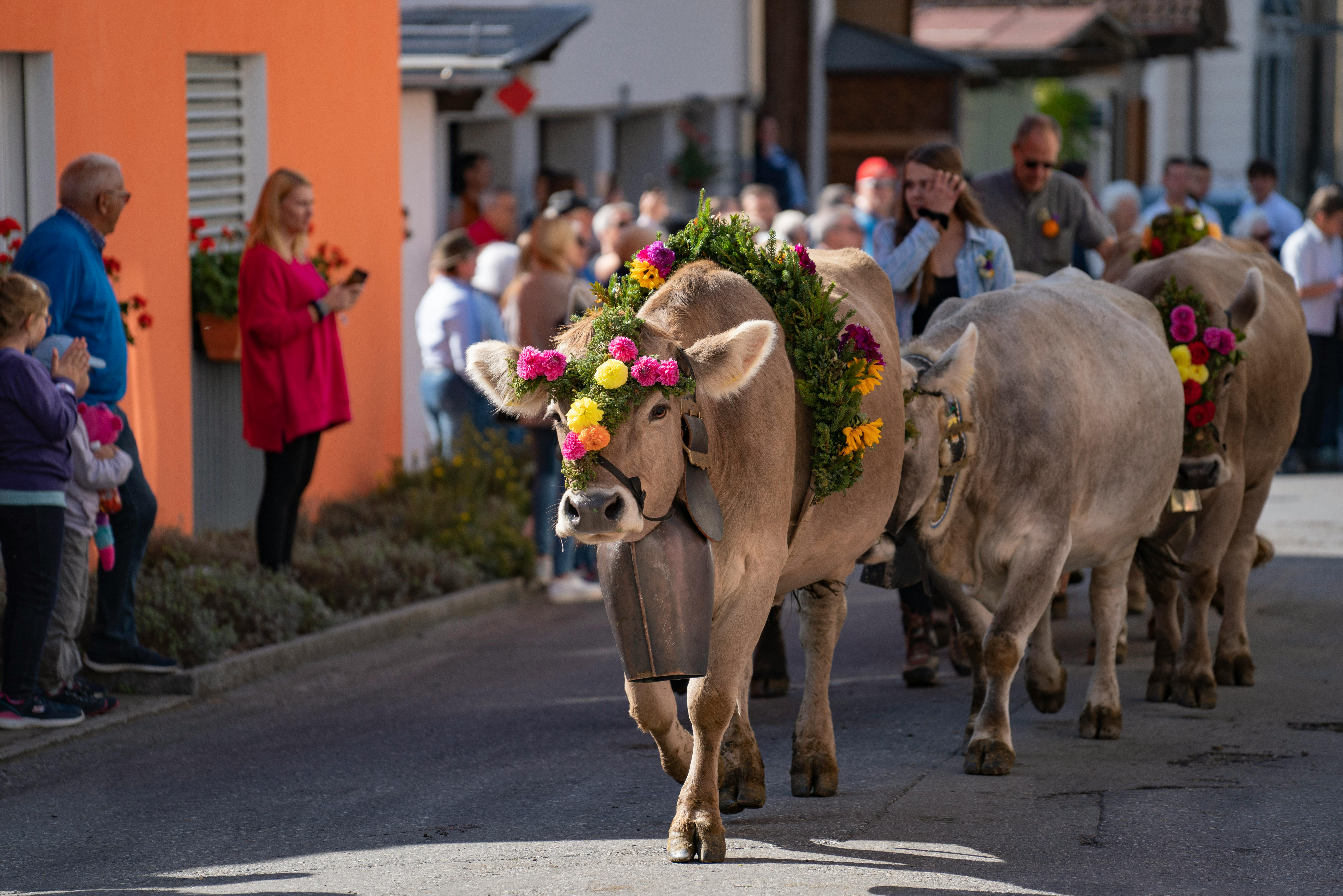 Cows On Parade Photos, Download The BEST Free Cows On Parade Stock ...