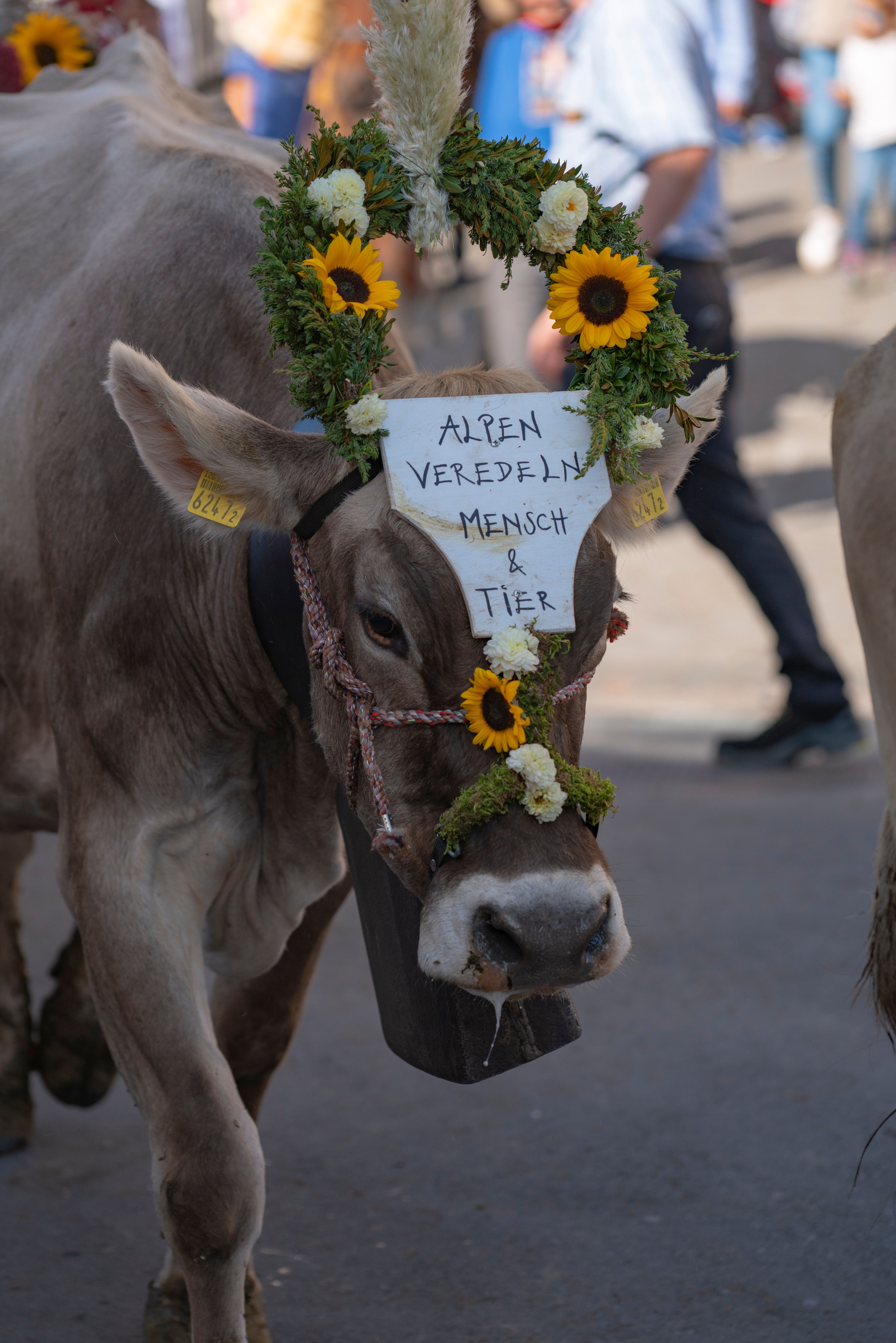 Decorated Cow in Traditional Alpine Festival · Free Stock Photo