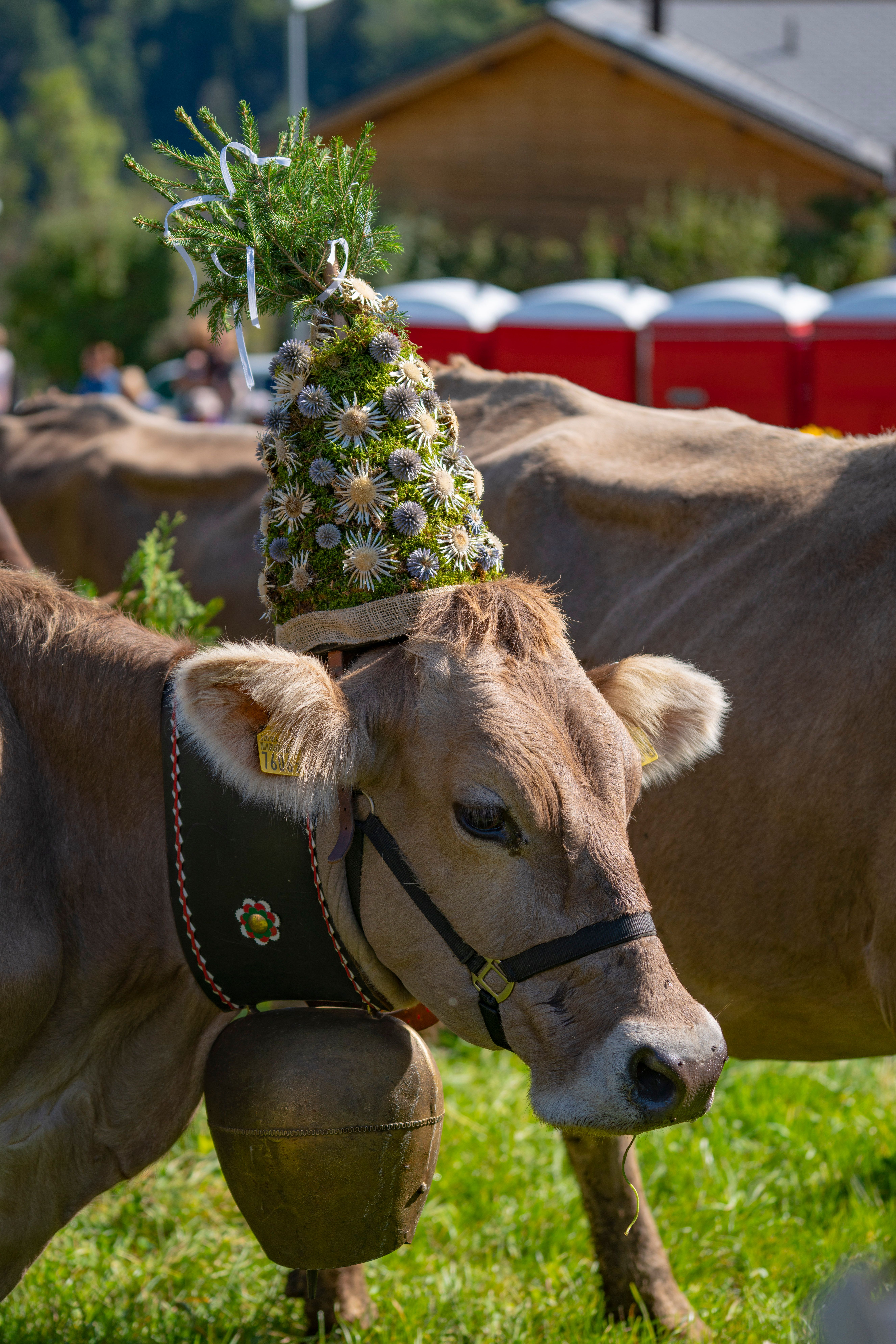 Decorated Cow at Traditional Alpine Festival · Free Stock Photo