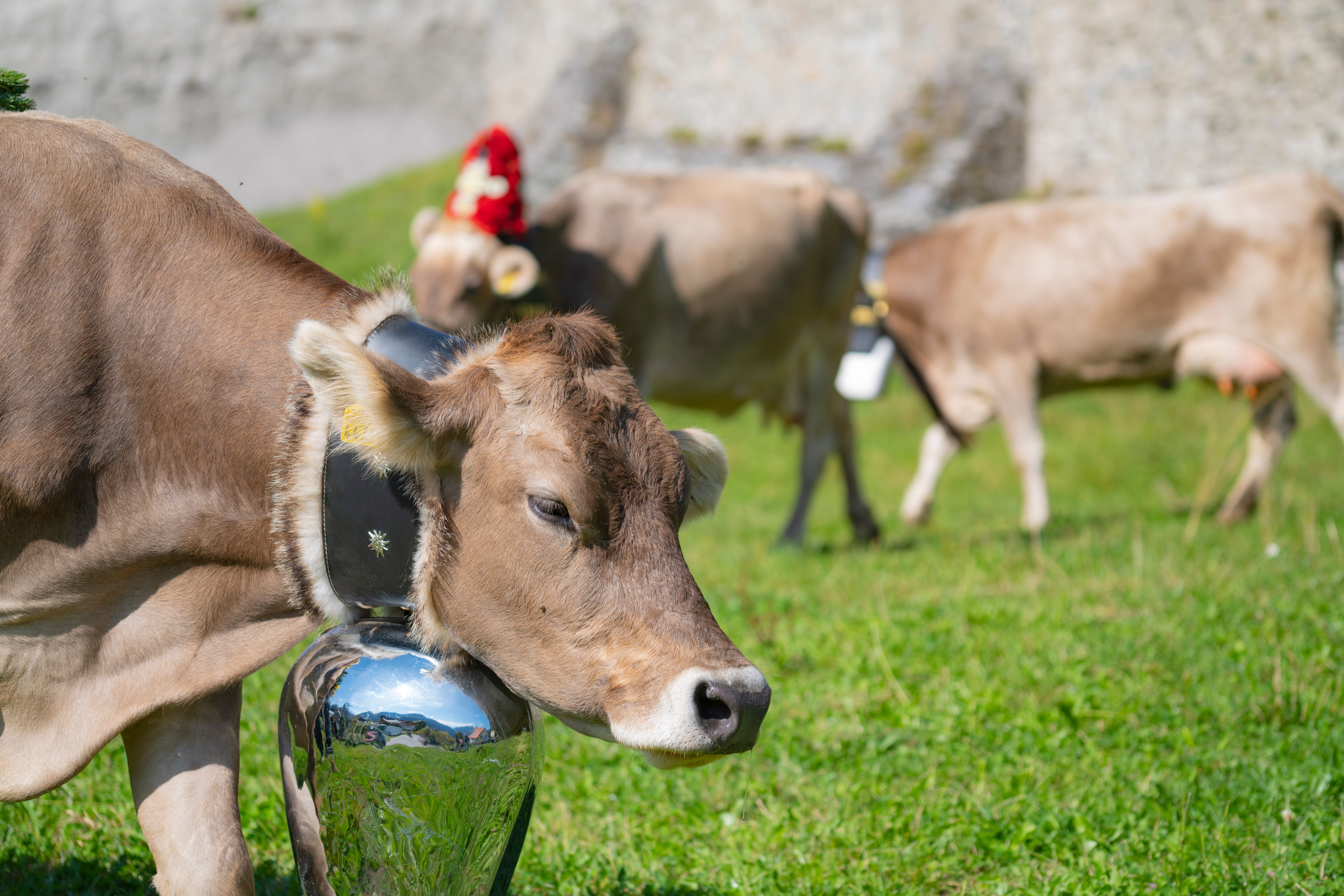 Brown Swiss cows resting with bell outdoors · Free Stock Photo