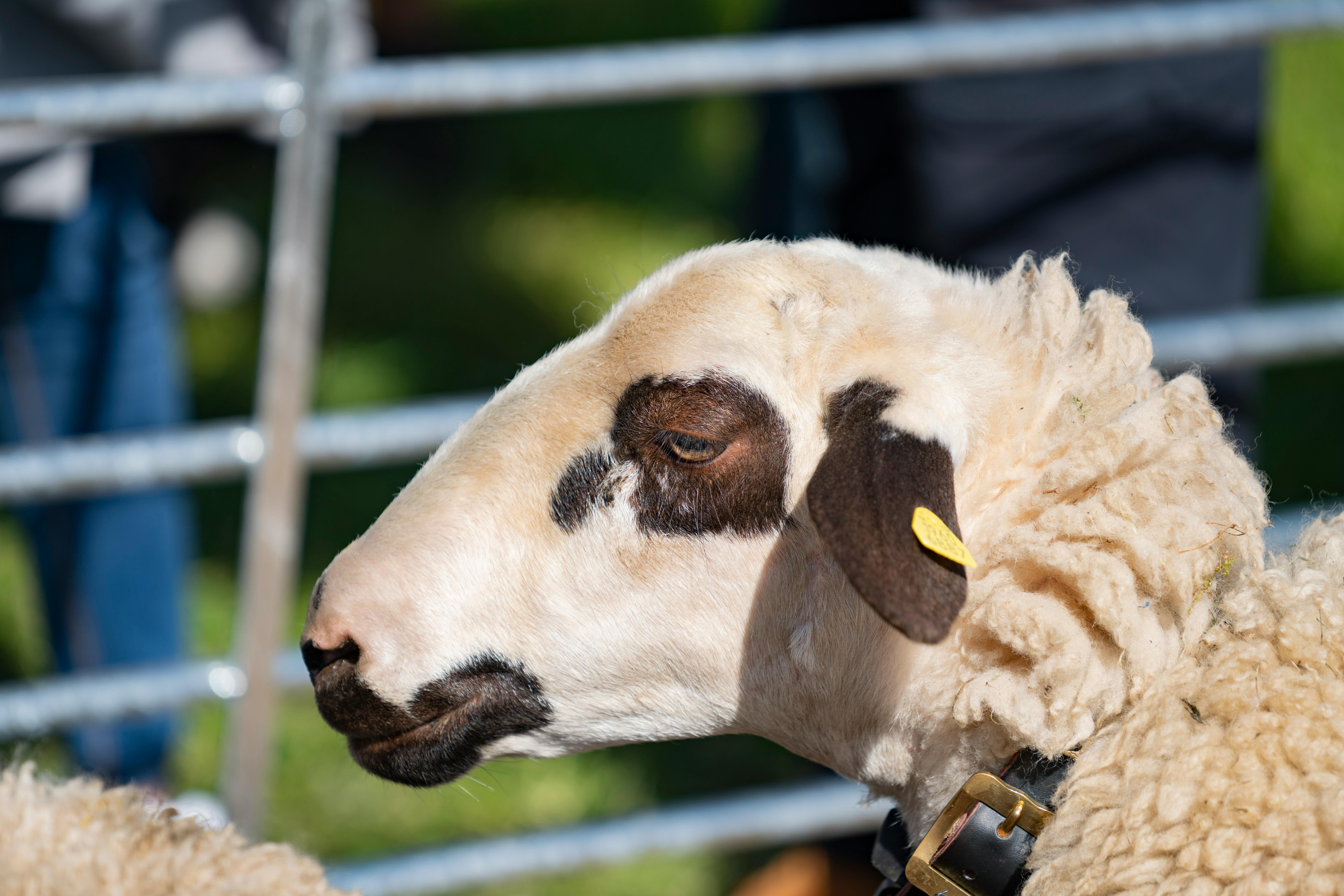 Close-up of a Sheep with Identification Tag in Pen · Free Stock Photo