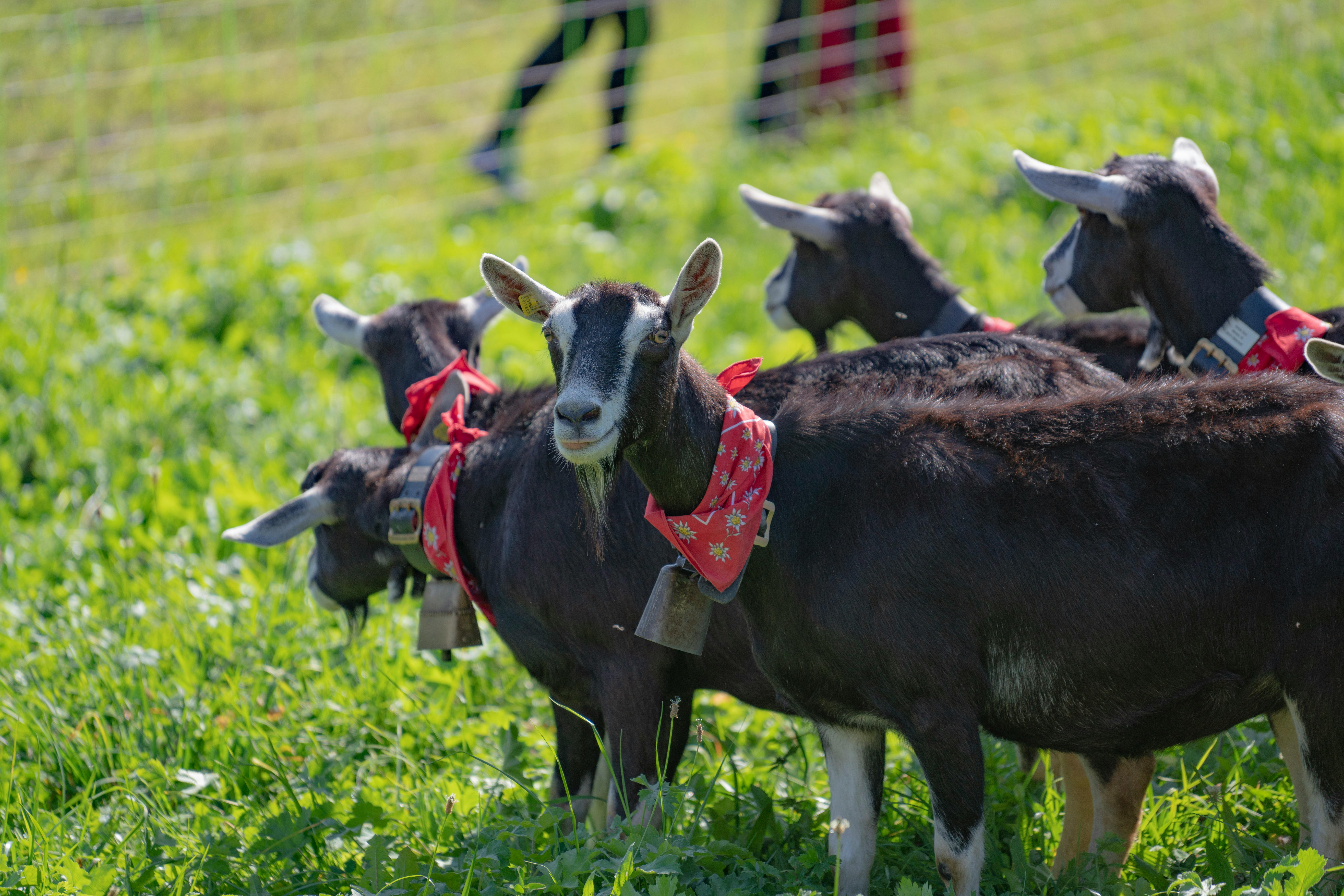 Group of Goats with Red Bandanas Grazing Outdoors · Free Stock Photo