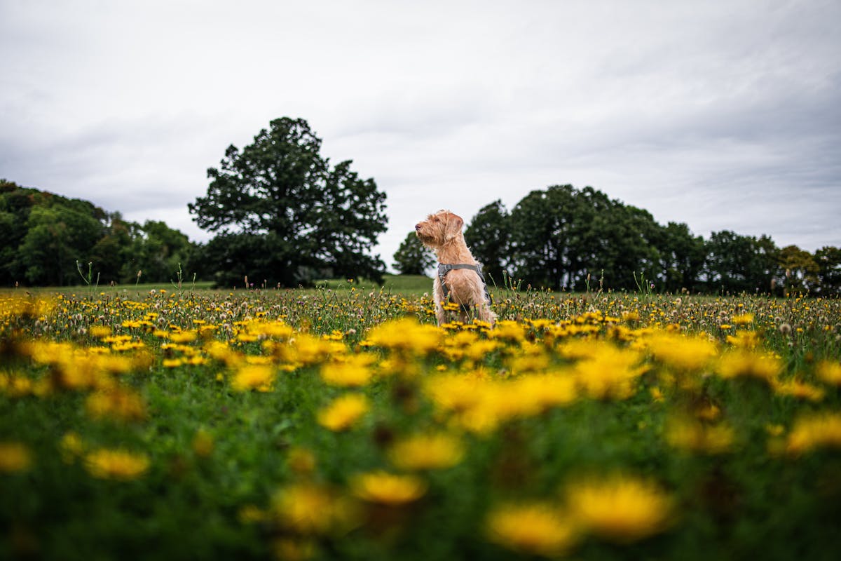 Dog In Field Photos, Download The BEST Free Dog In Field Stock Photos ...