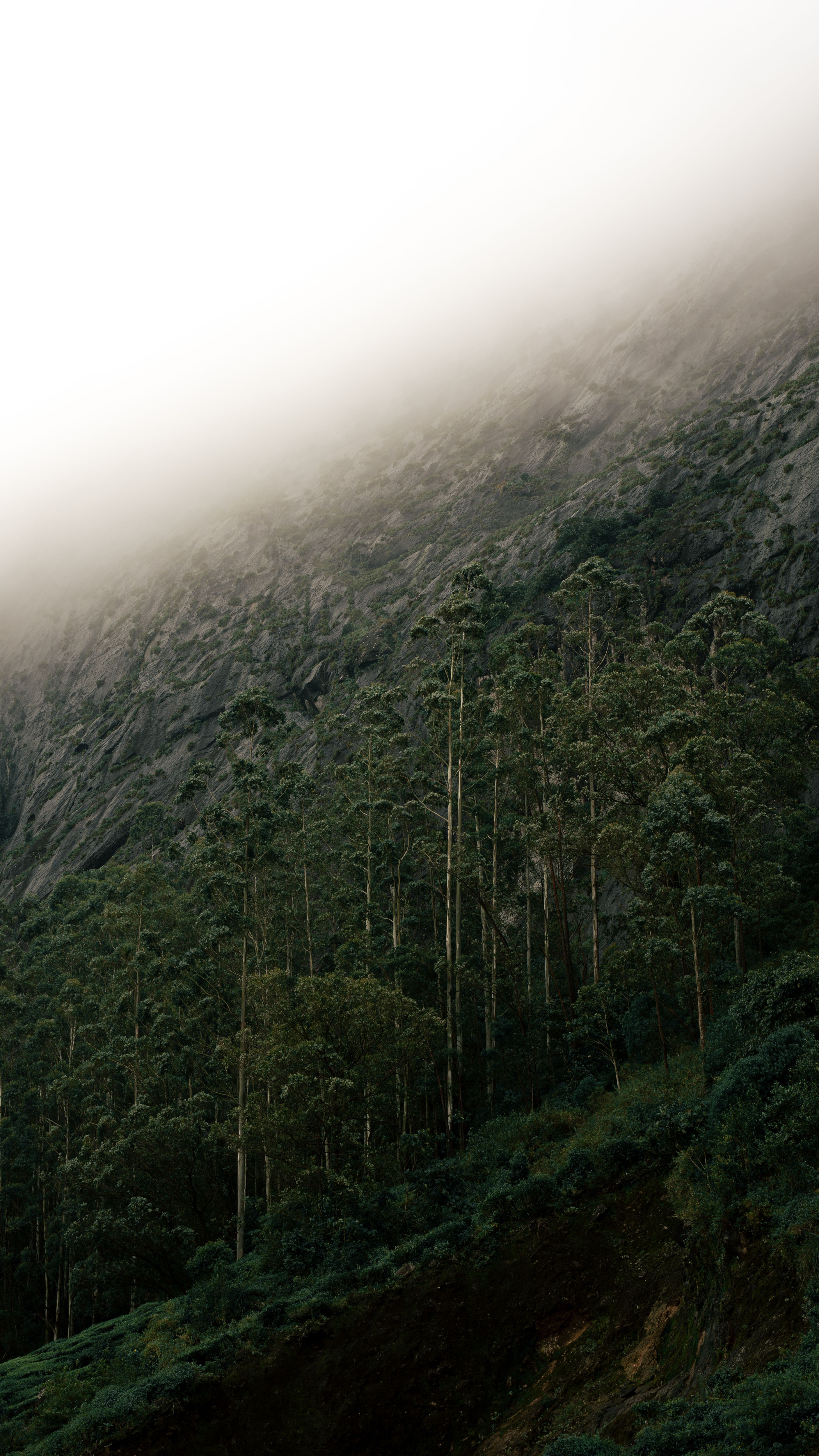 Misty Hills of Munnar with Dense Forest · Free Stock Photo
