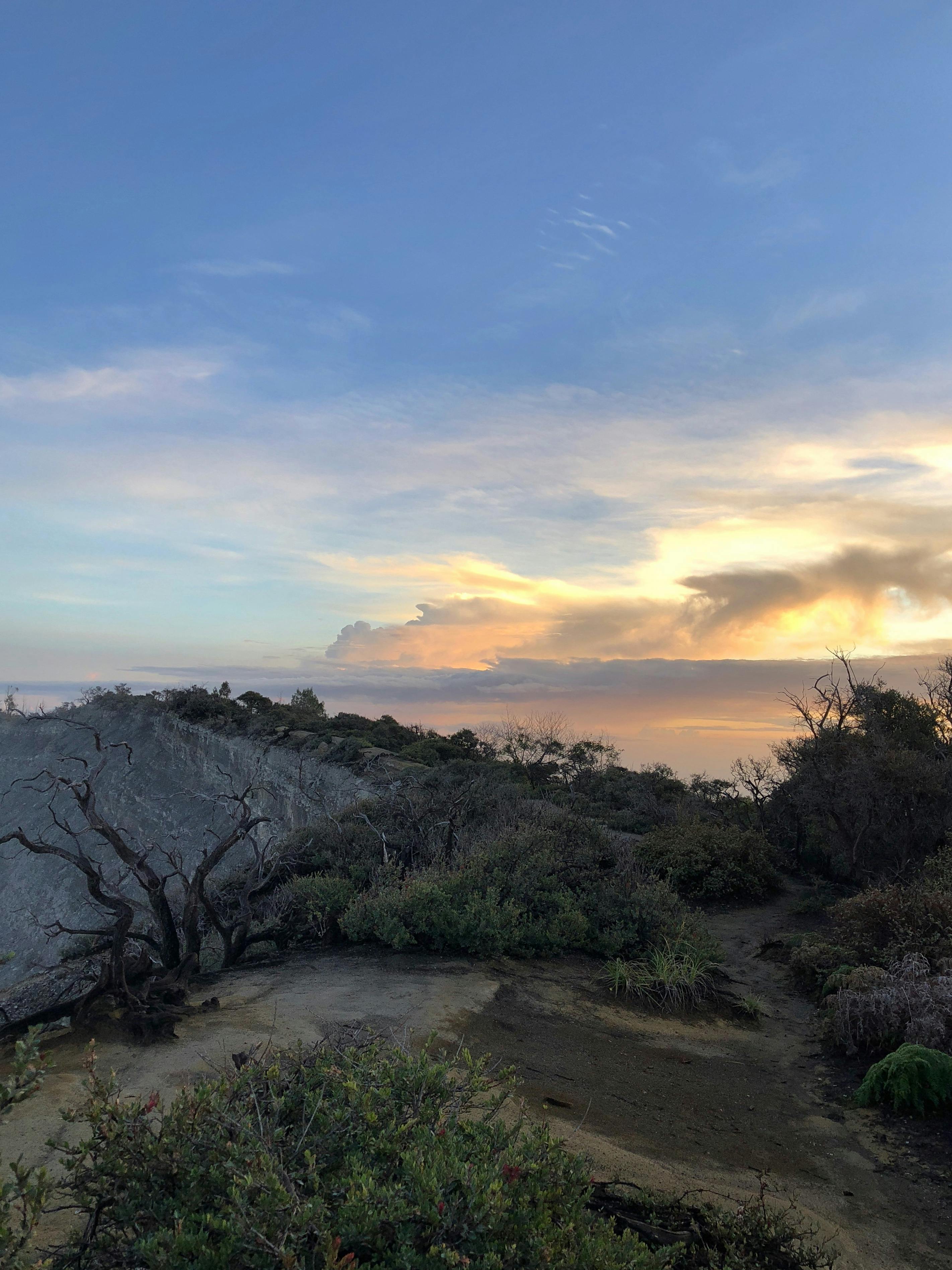 Trees Illuminated by the Setting Sun · Free Stock Photo