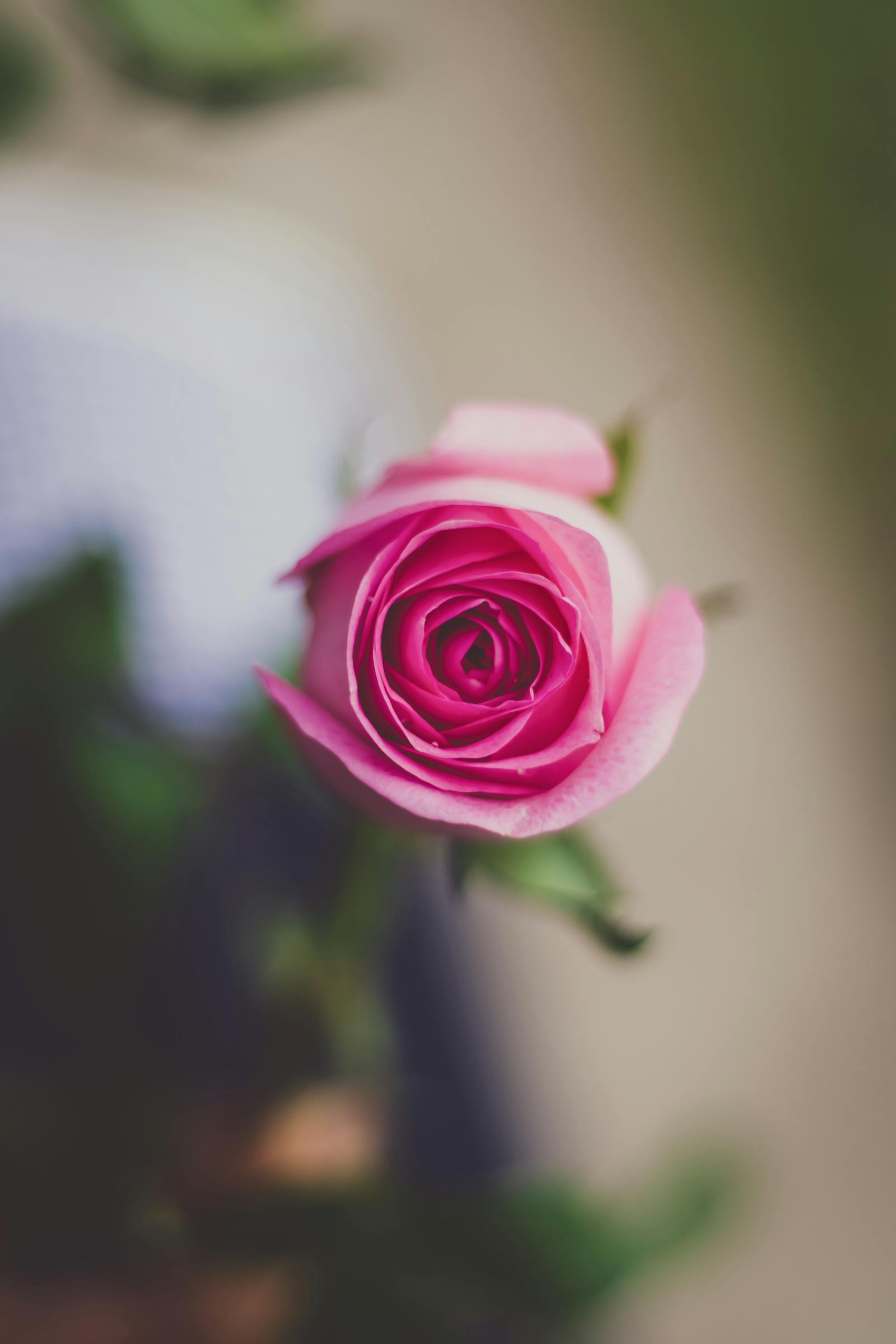 10,000+ 張最佳 Rose 相片 · 100% 免費下載 · Pexels 圖庫相片