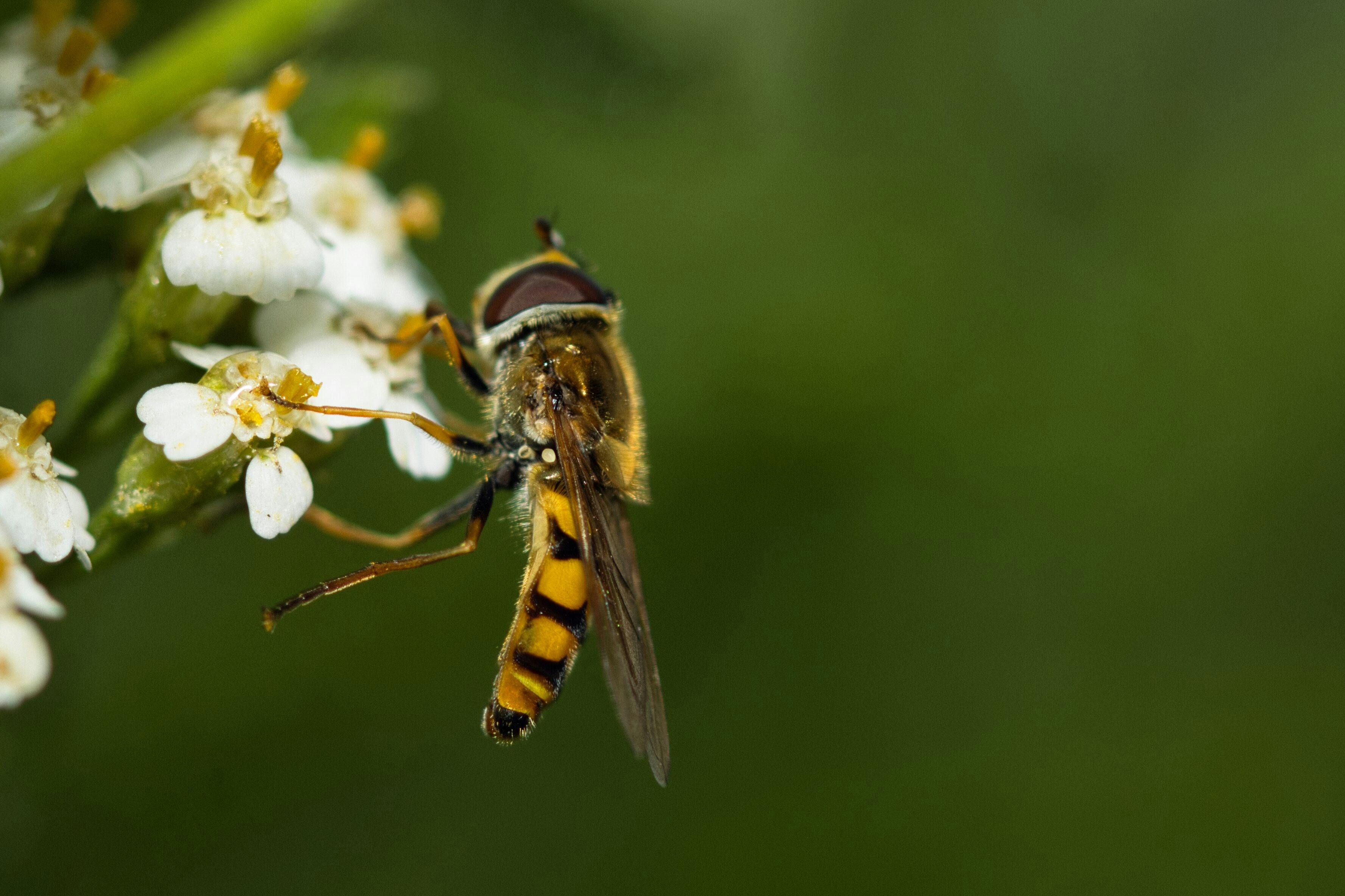 Hoverfly on White Flowers with Green Background · Free Stock Photo