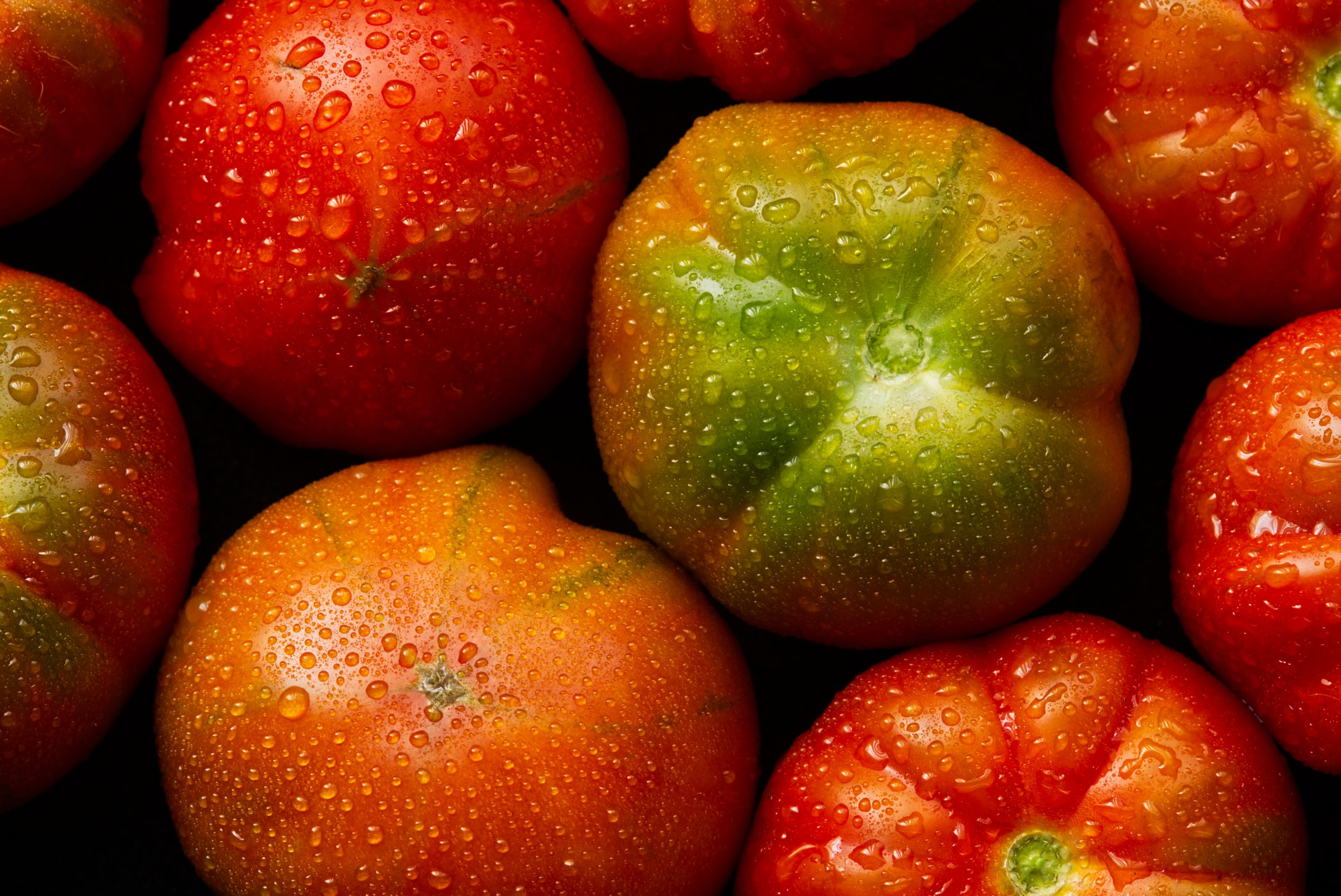 Fresh Ripe Tomatoes with Dew Drops Closeup · Free Stock Photo
