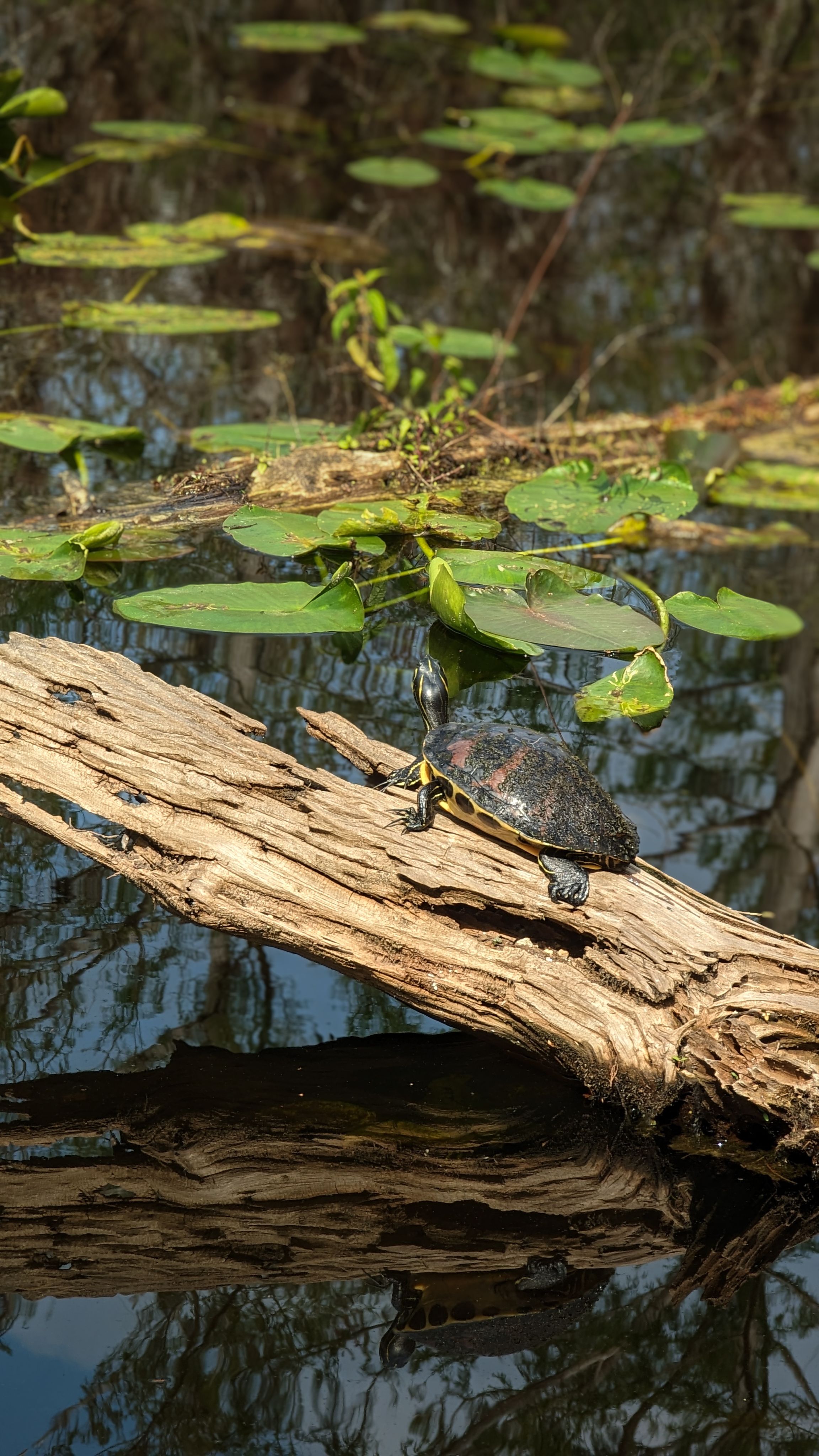 Turtle Sunbathing on Fallen Log in Tropical Swamp · Free Stock Photo