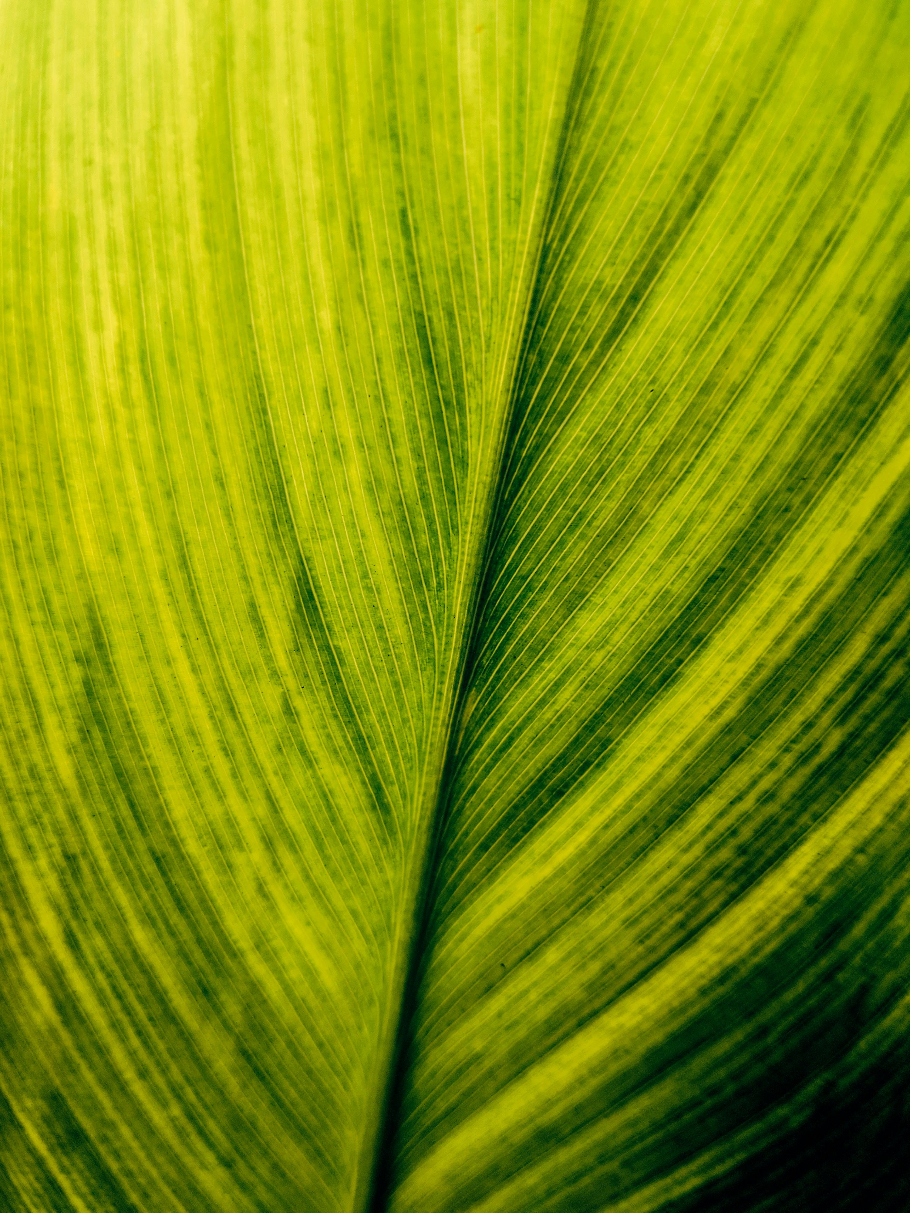 Green Leaf · Free Stock Photo