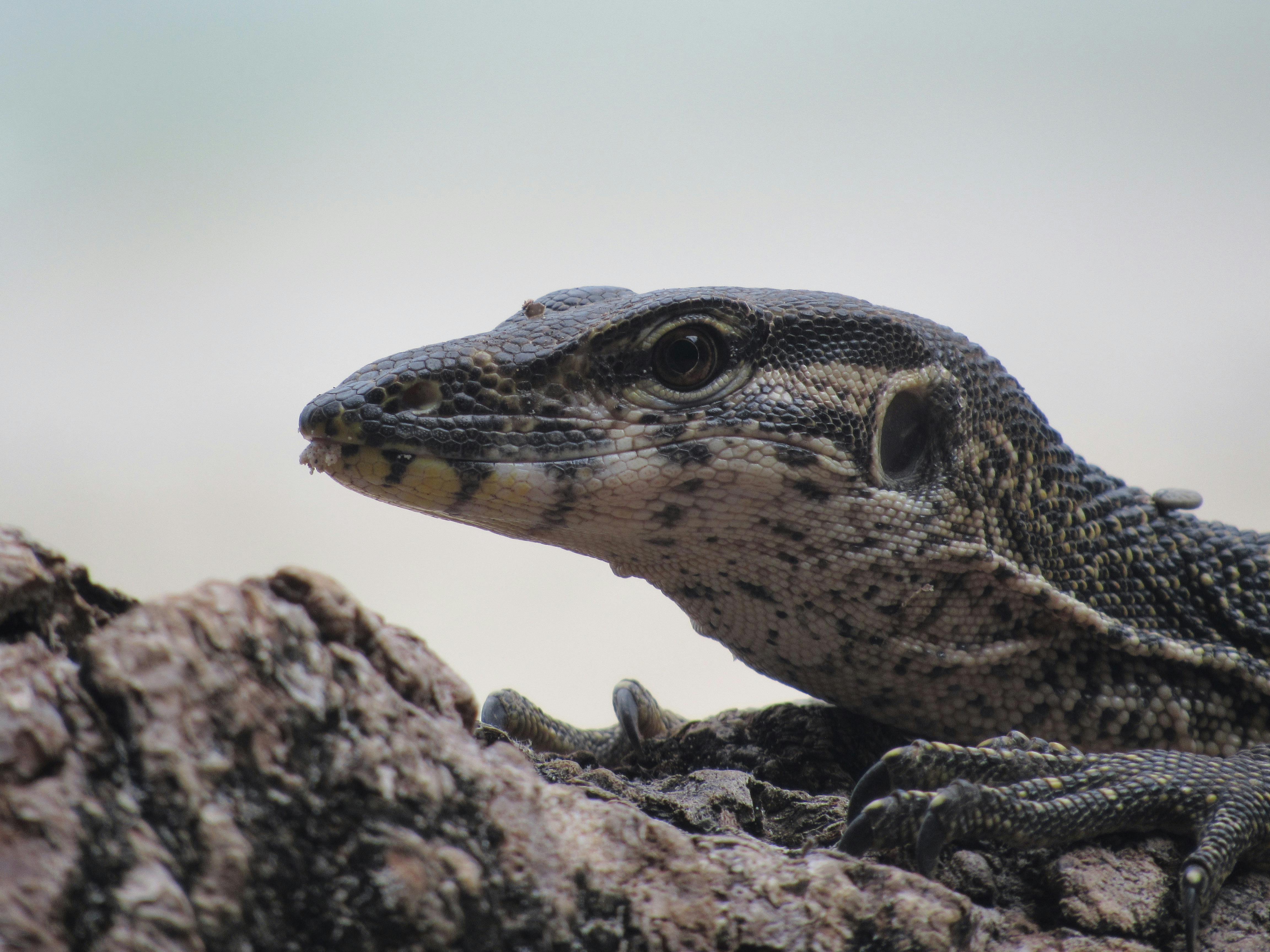 Close-Up of a Monitor Lizard in Natural Habitat · Free Stock Photo