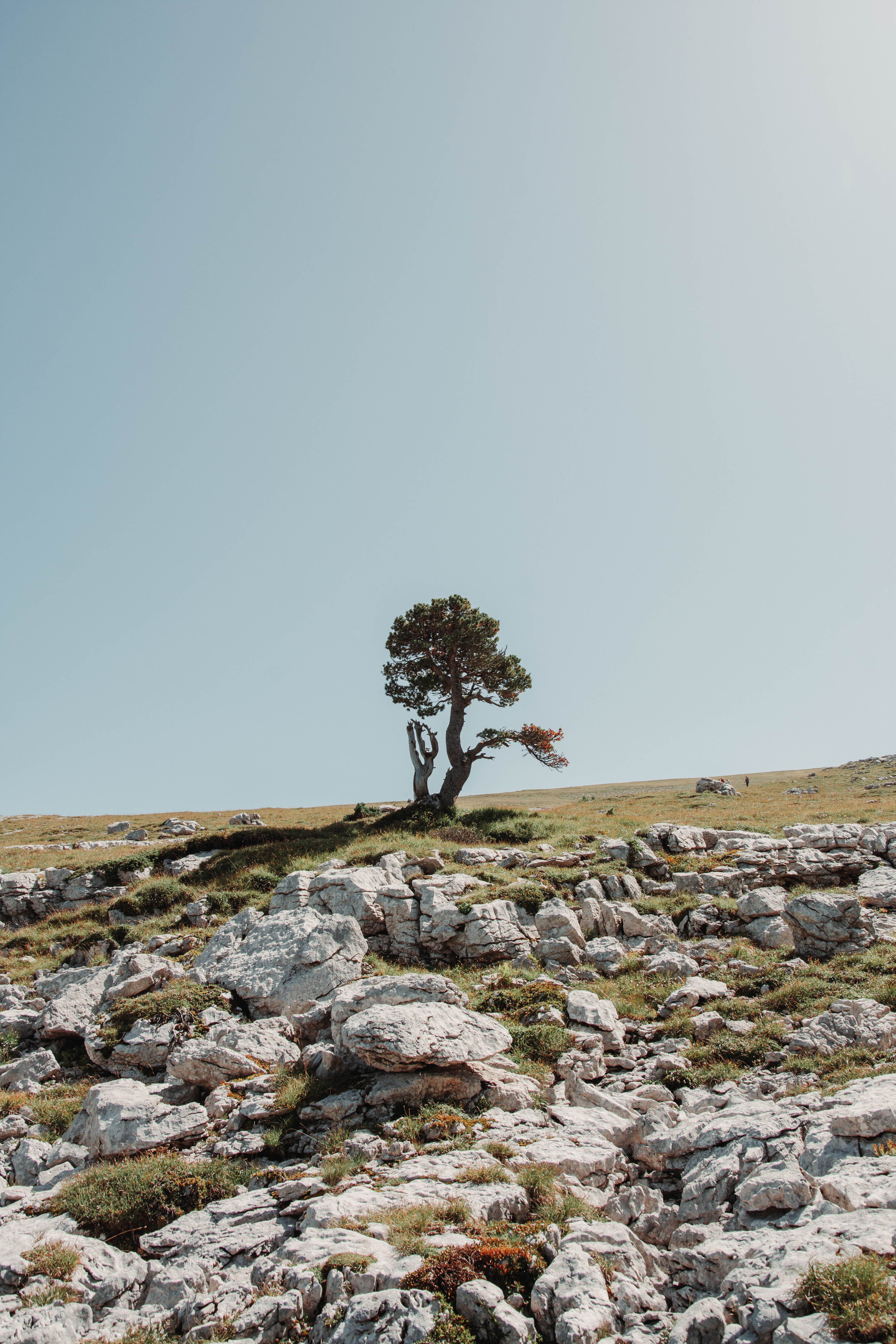 Lonely Tree Photos, Download The BEST Free Lonely Tree Stock Photos ...