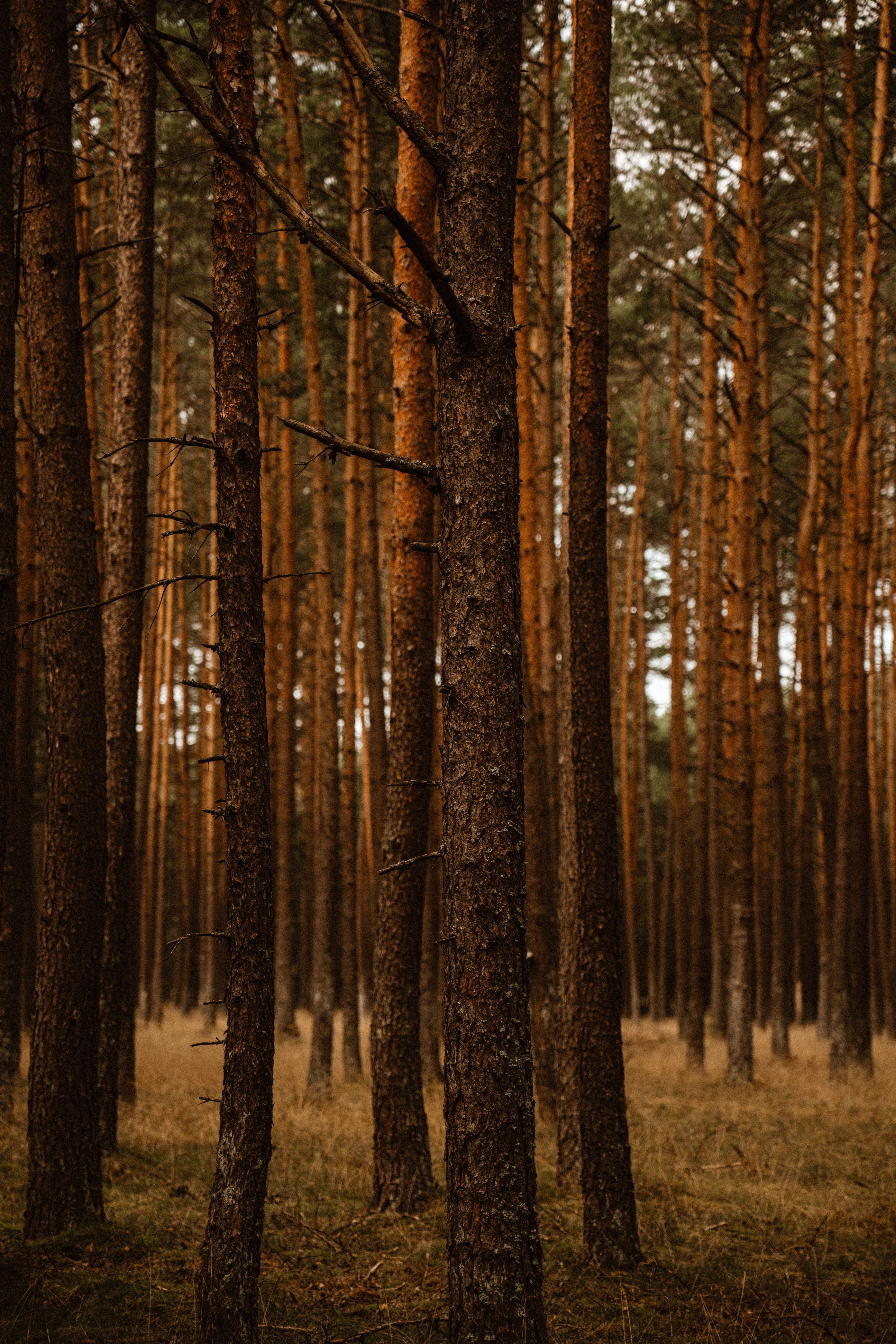 Forest Under Brown Sky · Free Stock Photo