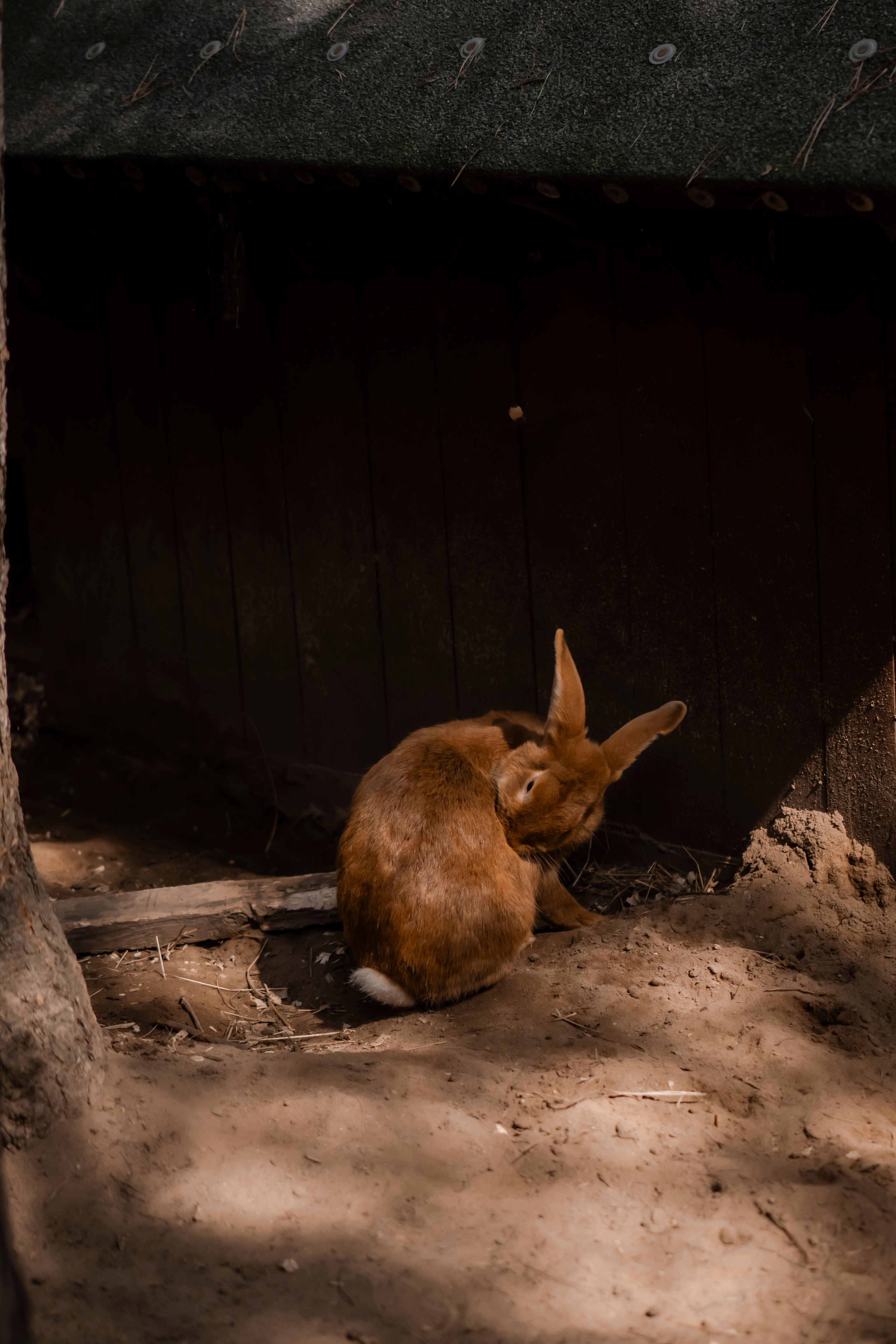 Brown Rabbit in Shadowy Outdoor Enclosure · Free Stock Photo