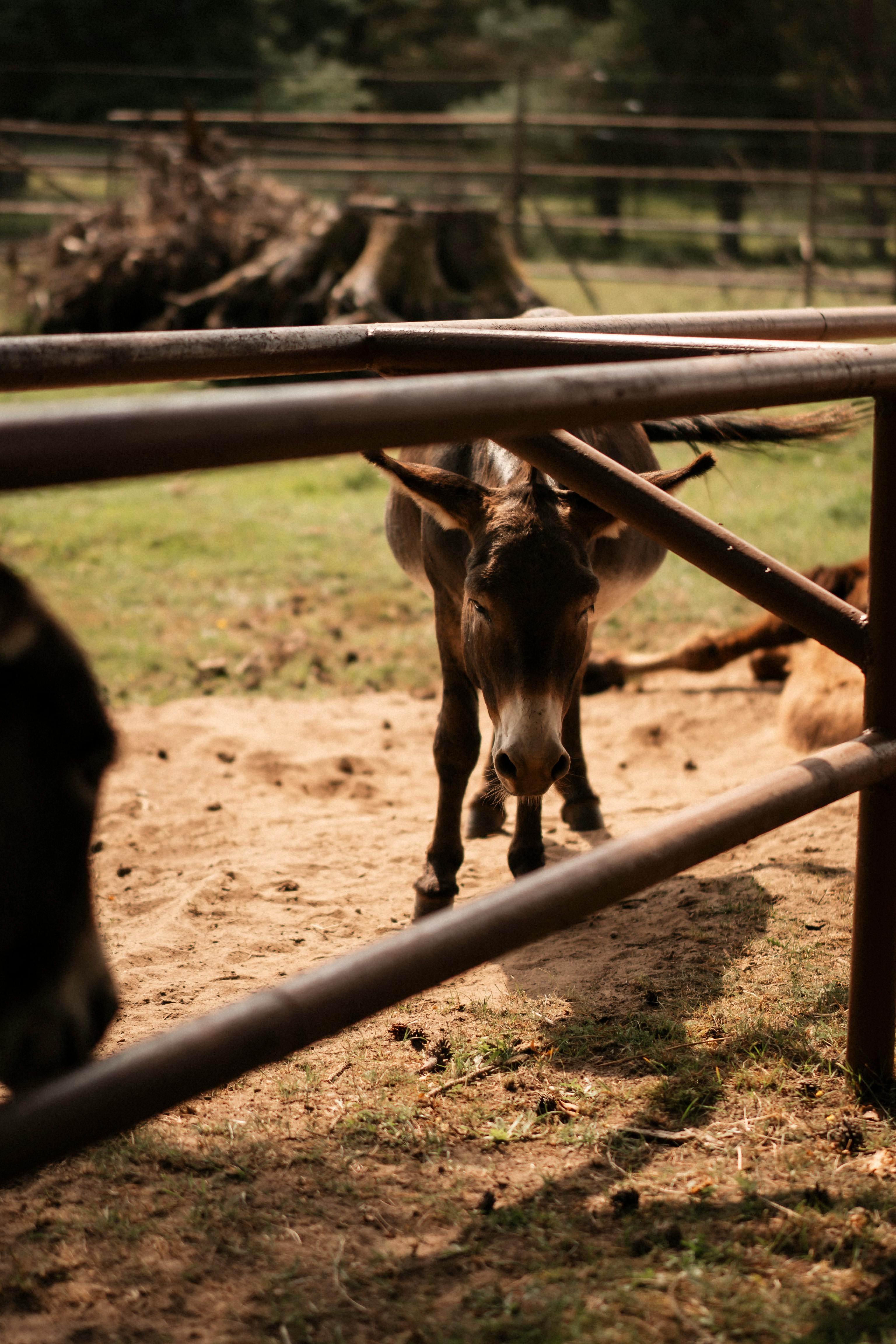 Donkey Standing in Rustic Farm Enclosure · Free Stock Photo