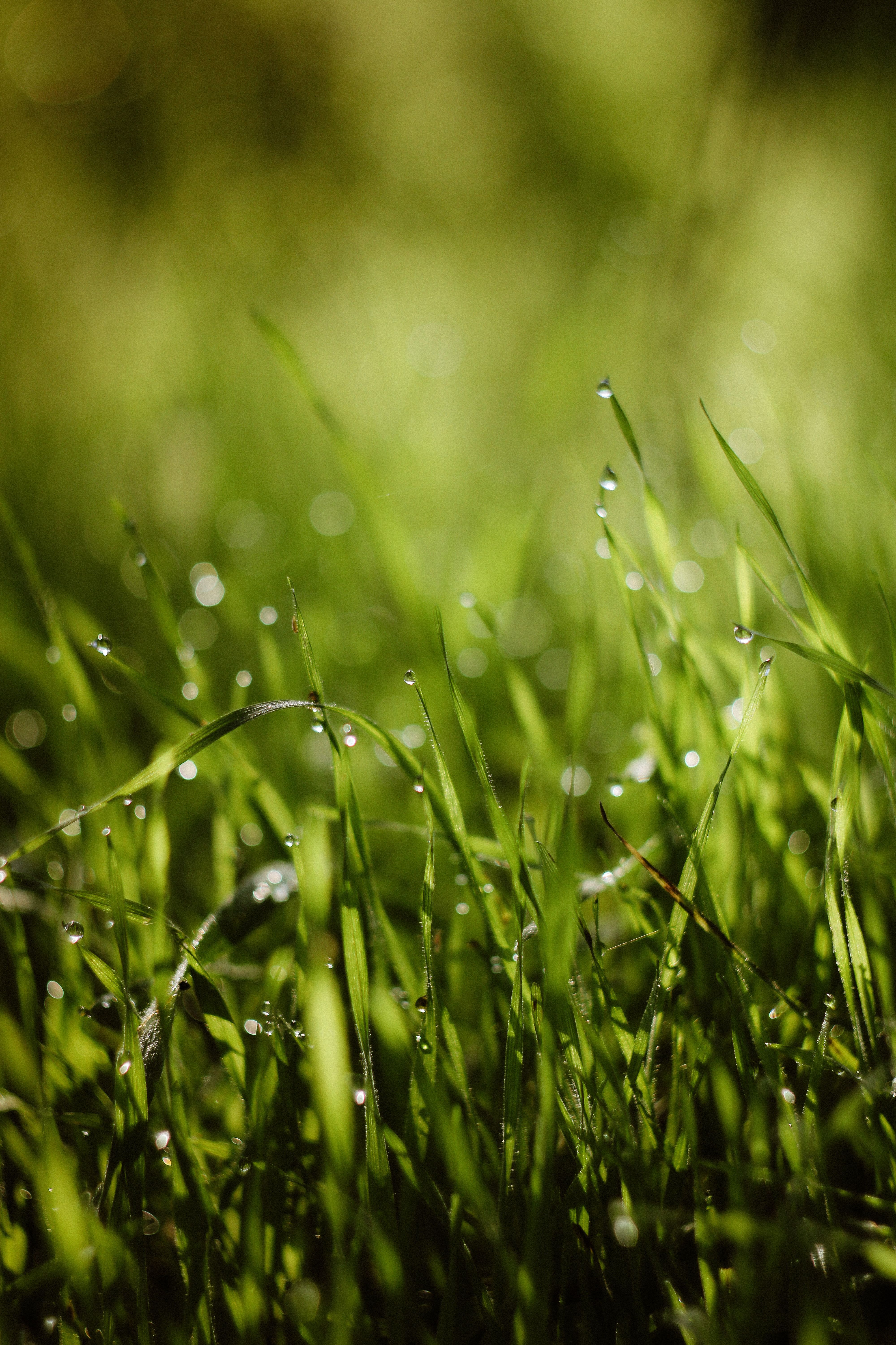 Dewy Green Grass Blades in Morning Light · Free Stock Photo