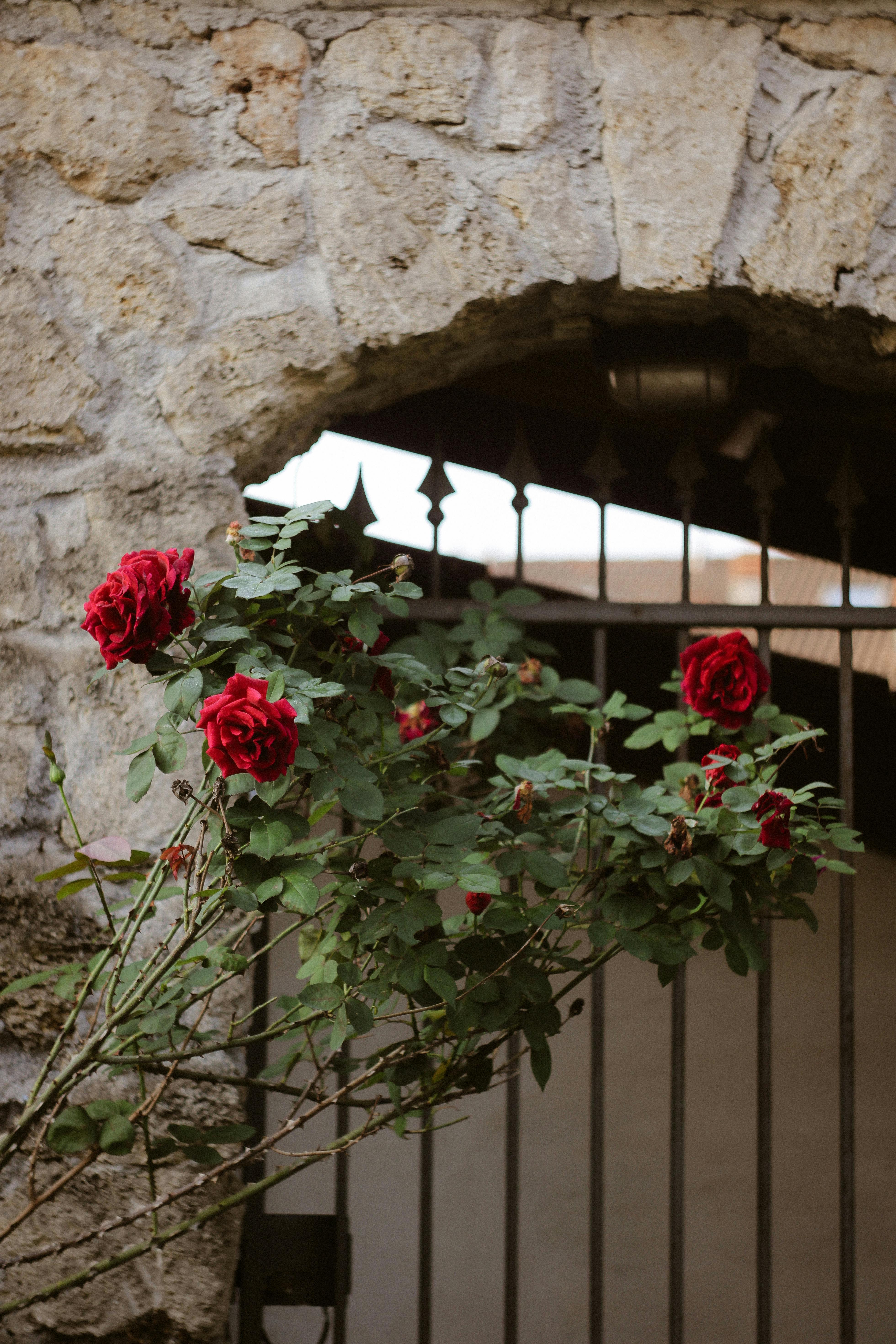 Romantic Red Roses against Rustic Stone Wall · Free Stock Photo