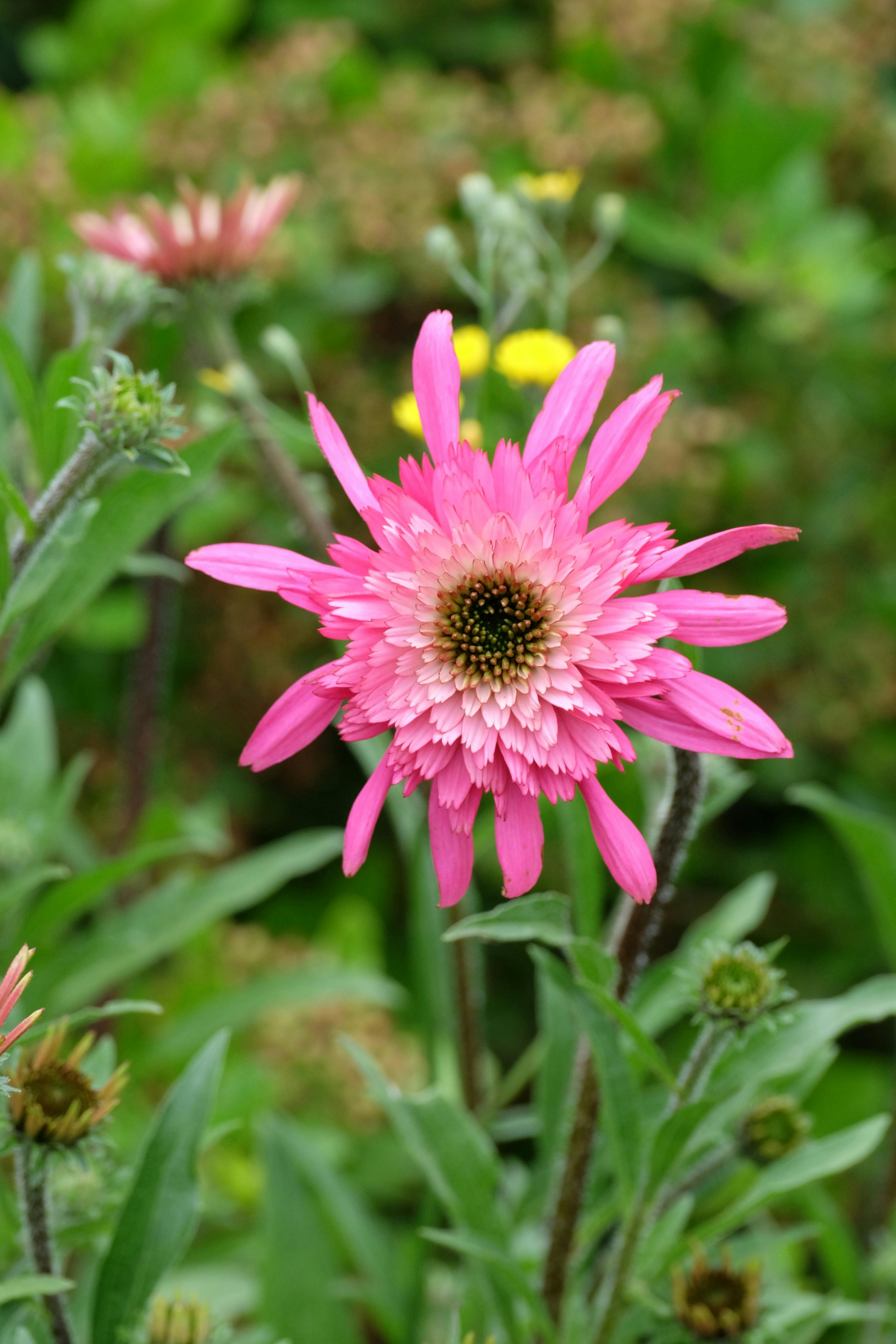 Vibrant Pink Coneflower in Lush Garden Setting · Free Stock Photo