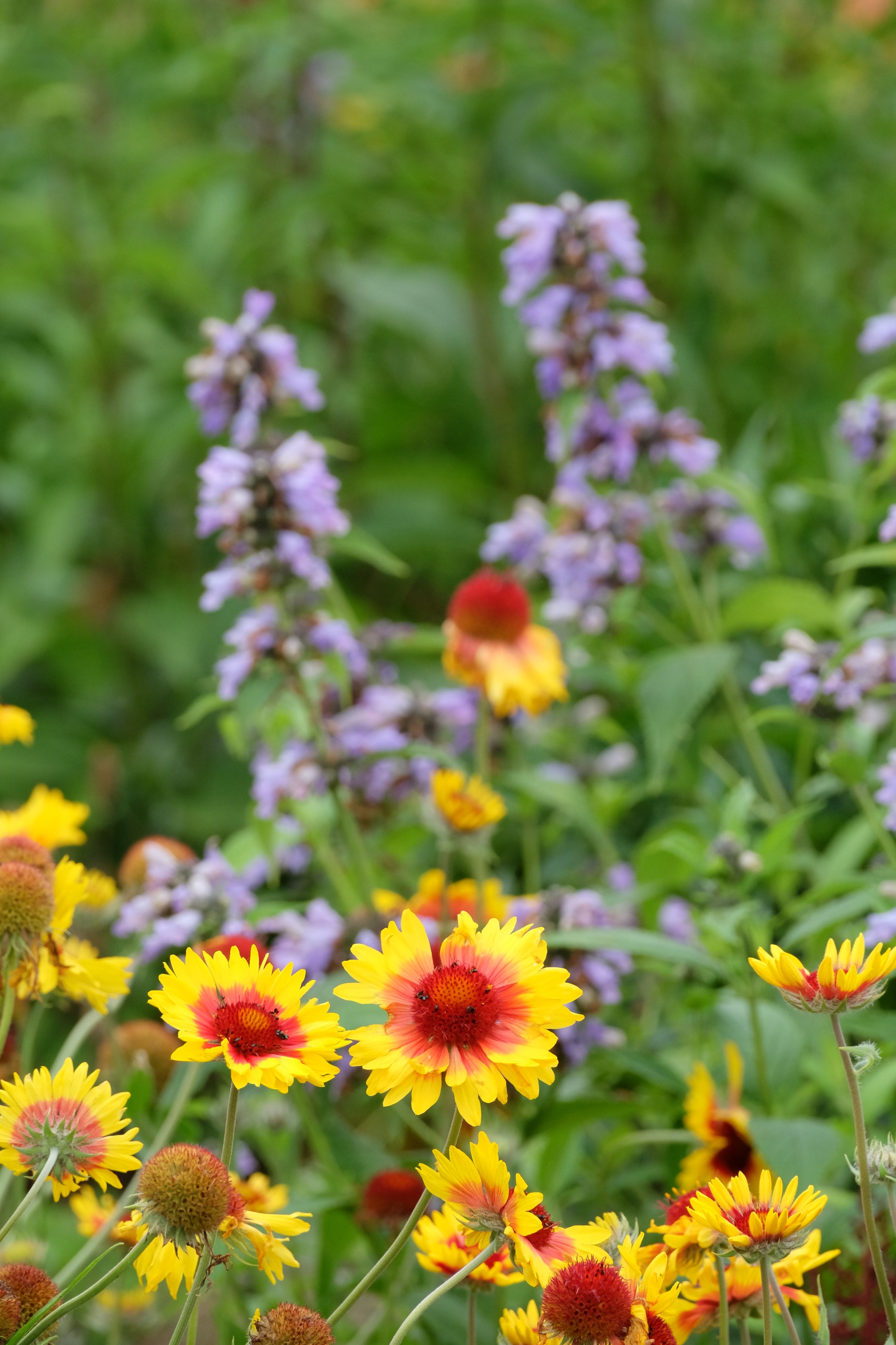 Vibrant Wildflowers Blooming in Summer Garden · Free Stock Photo