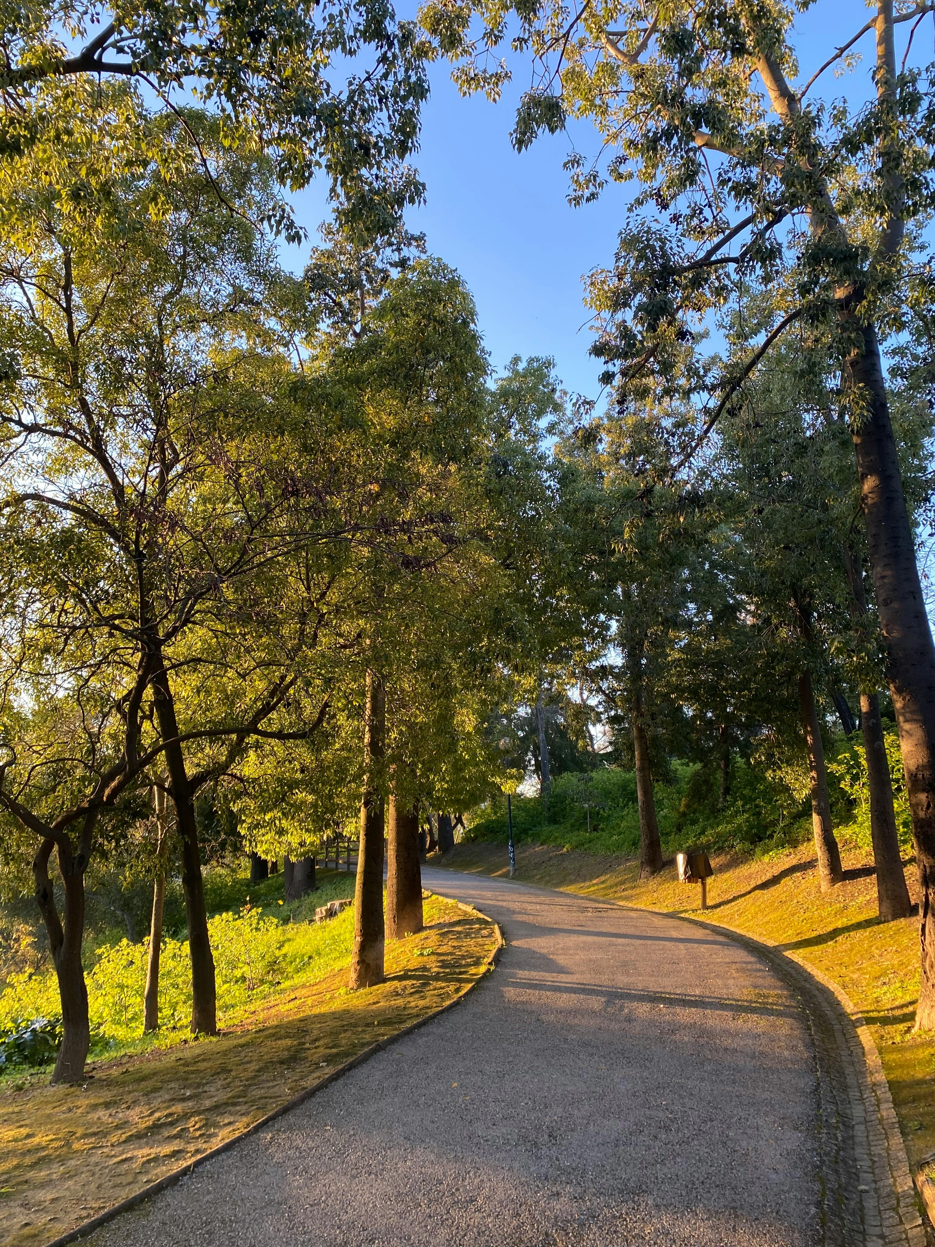 Sunlit Pathway in a Lisbon Park · Free Stock Photo