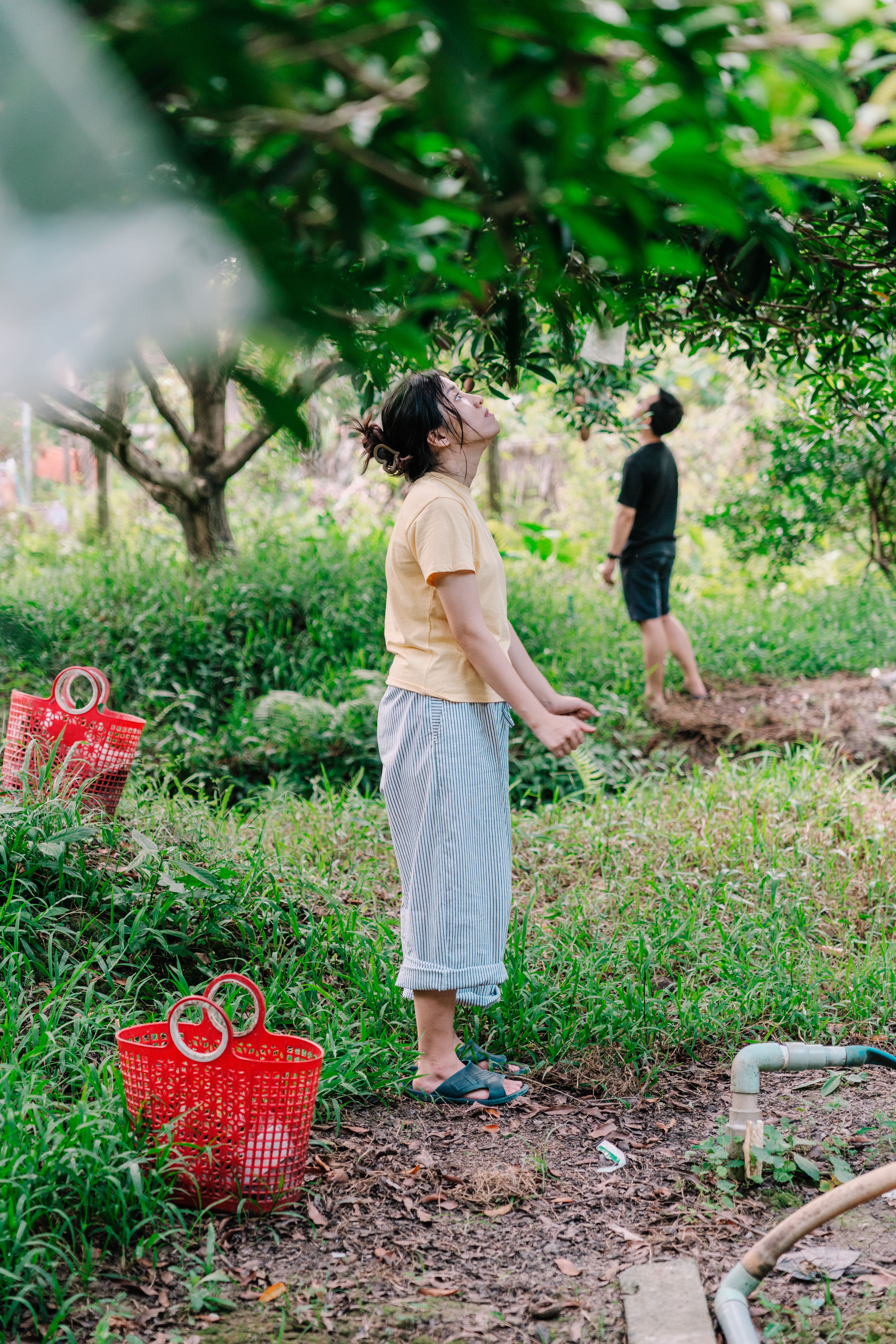 People Harvesting Fruit in Lush Orchard · Free Stock Photo