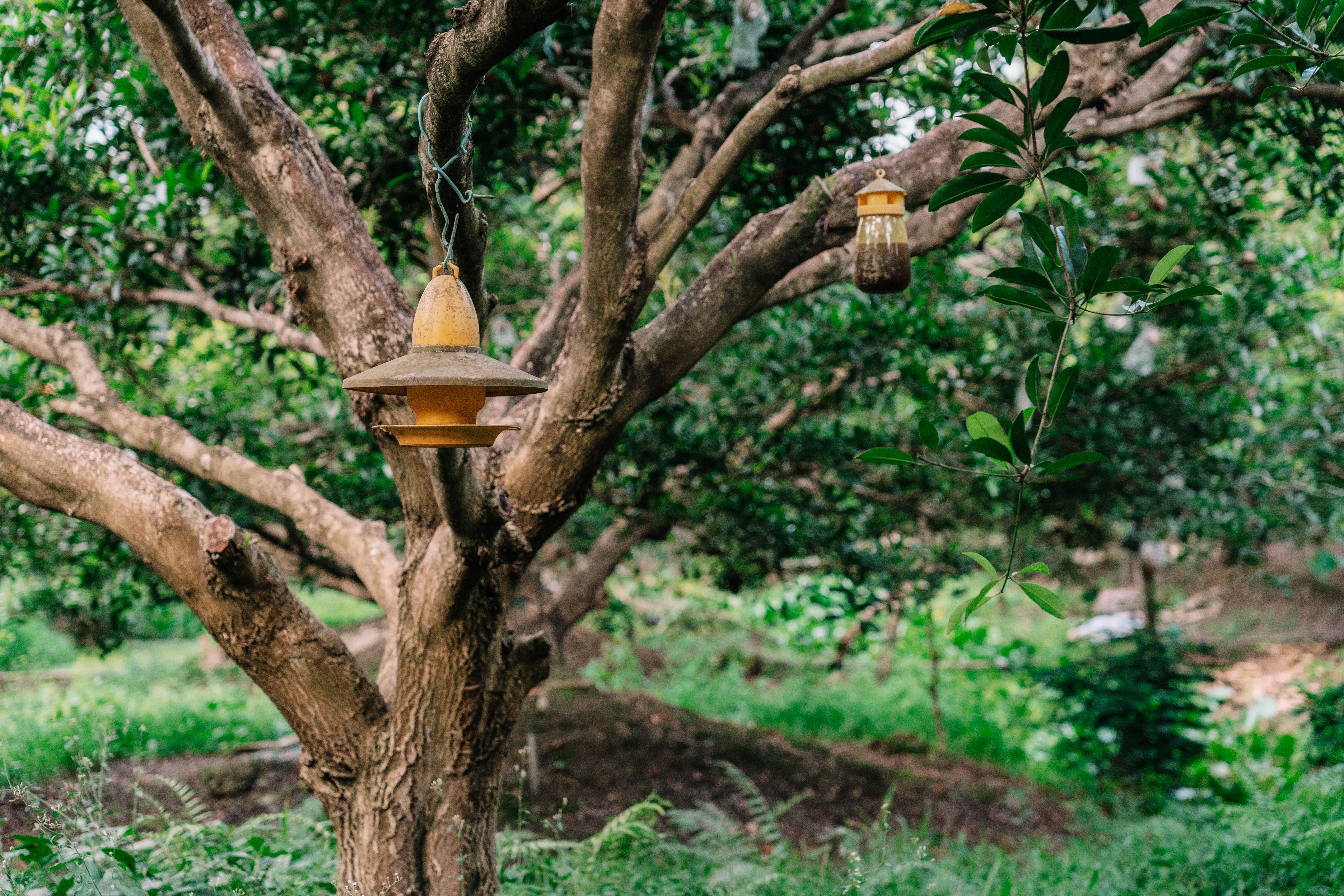 Tree with Hanging Bird Feeders in Lush Forest · Free Stock Photo