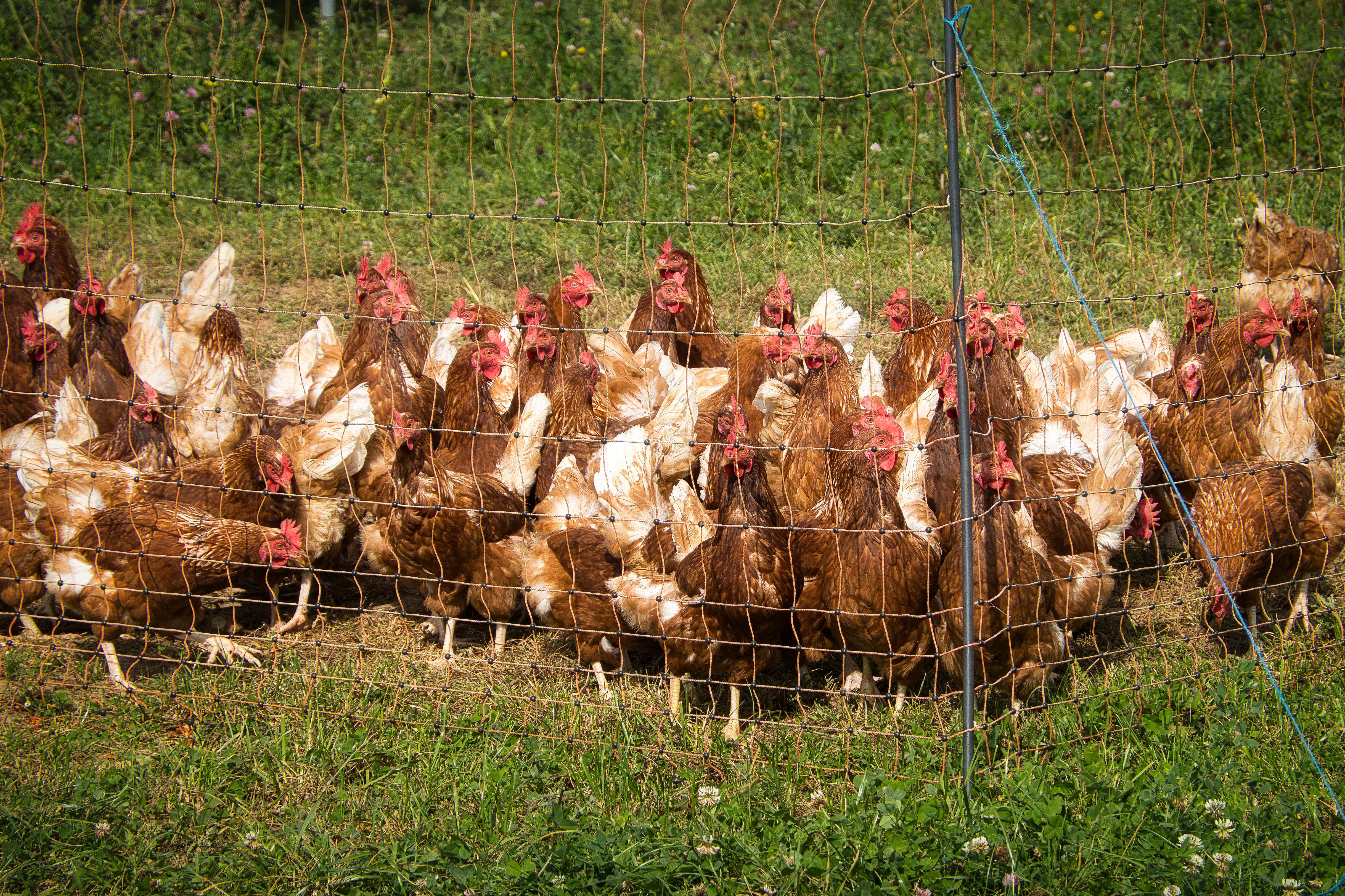 Free-range Chickens in Sunlit Farmyard Pen · Free Stock Photo