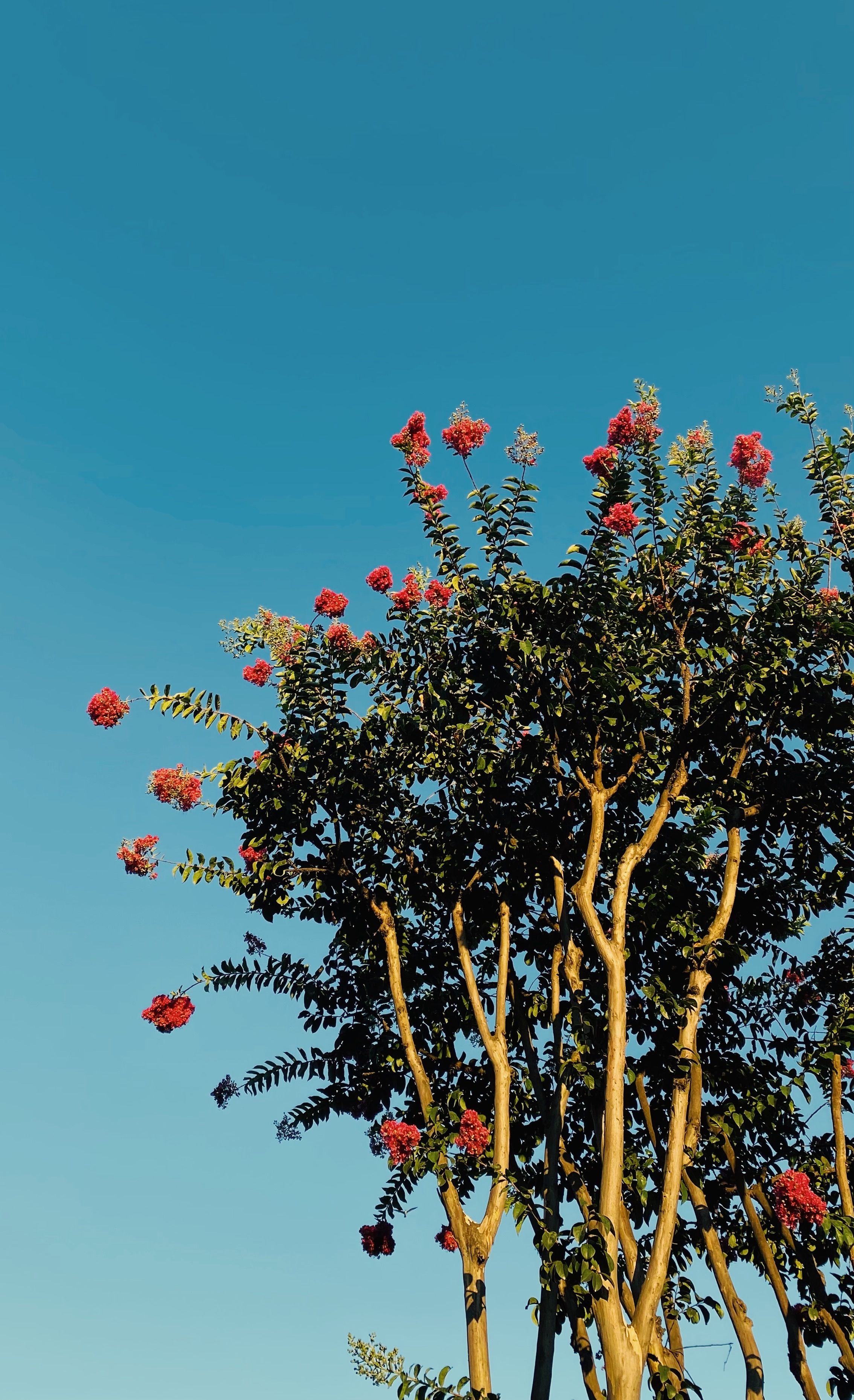 Vibrant Summer Tree with Red Flowers in İstanbul · Free Stock Photo