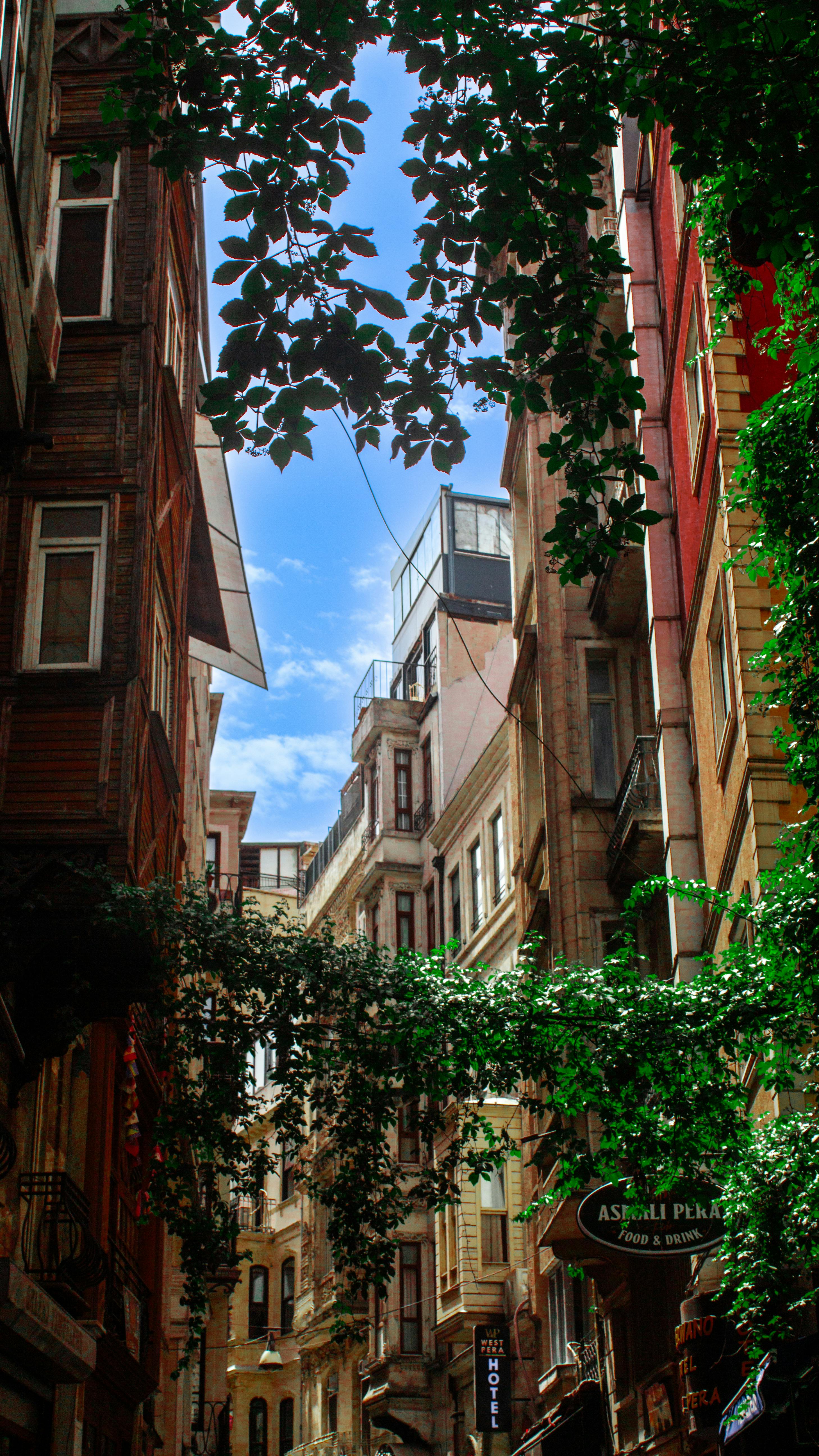 Vine Paz Photos, Download The BEST Free Vine Paz Stock Photos & HD Images