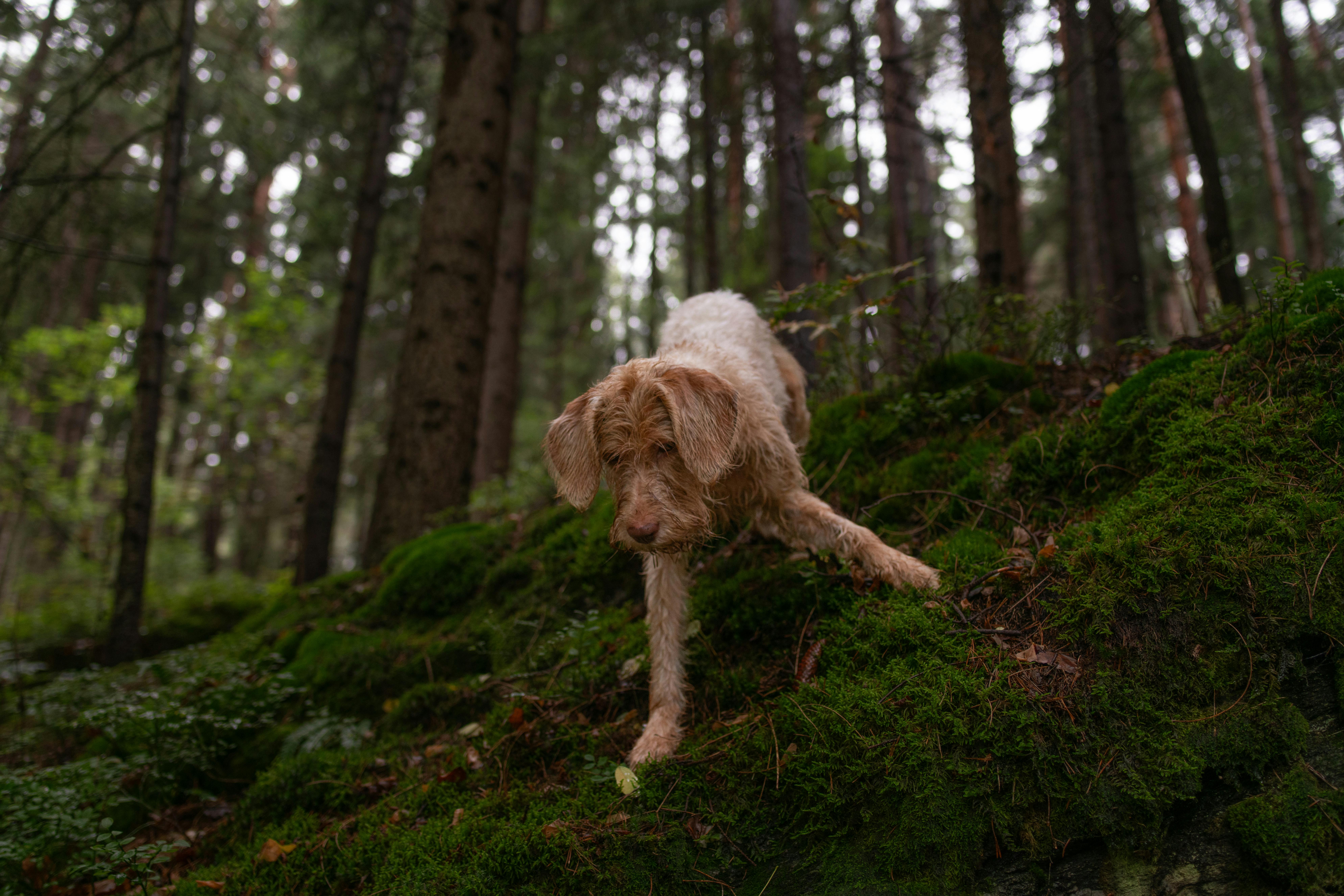 Dog Exploring Mossy Forest Landscape · Free Stock Photo
