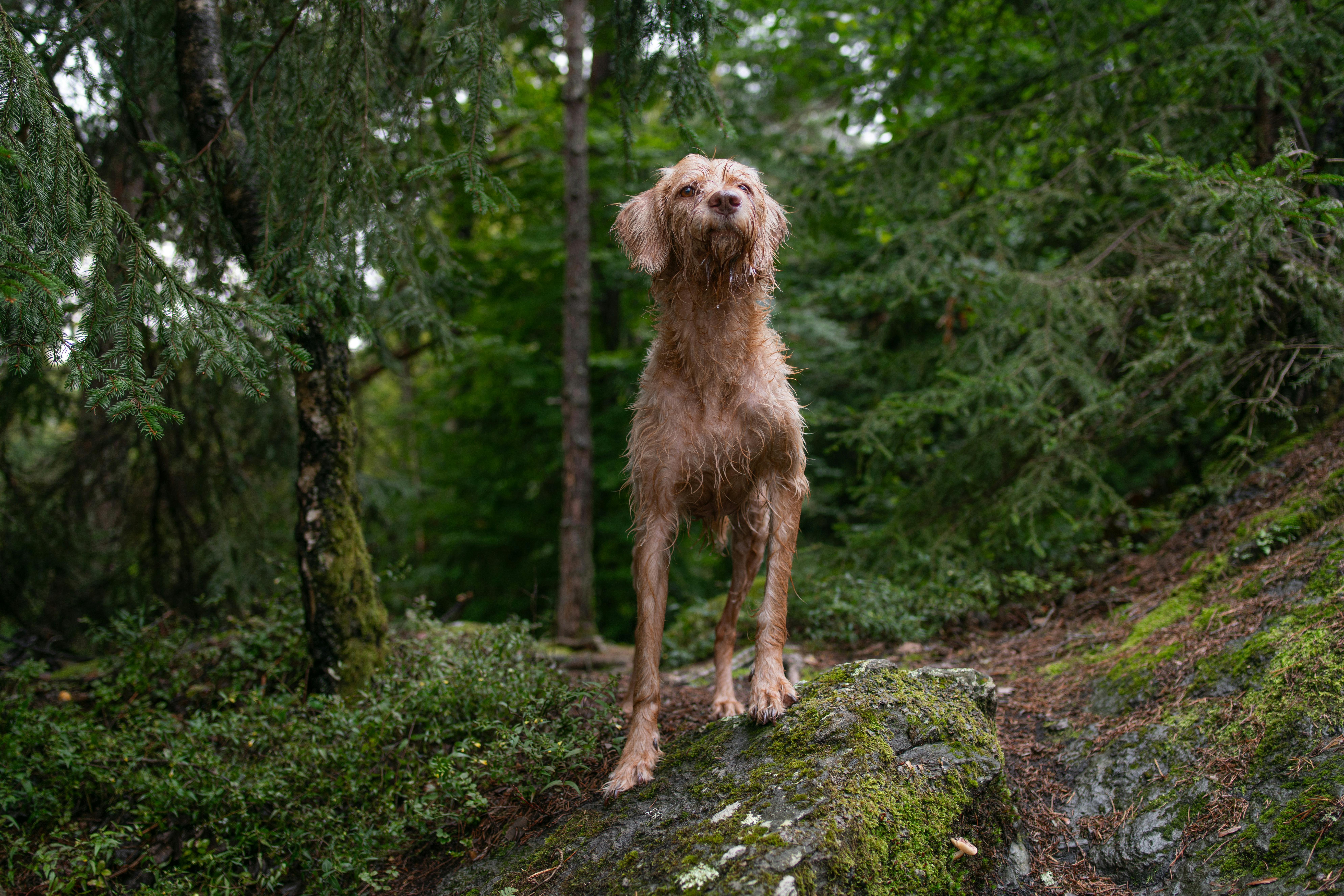 Rock Star Dog Photos, Download The BEST Free Rock Star Dog Stock Photos ...