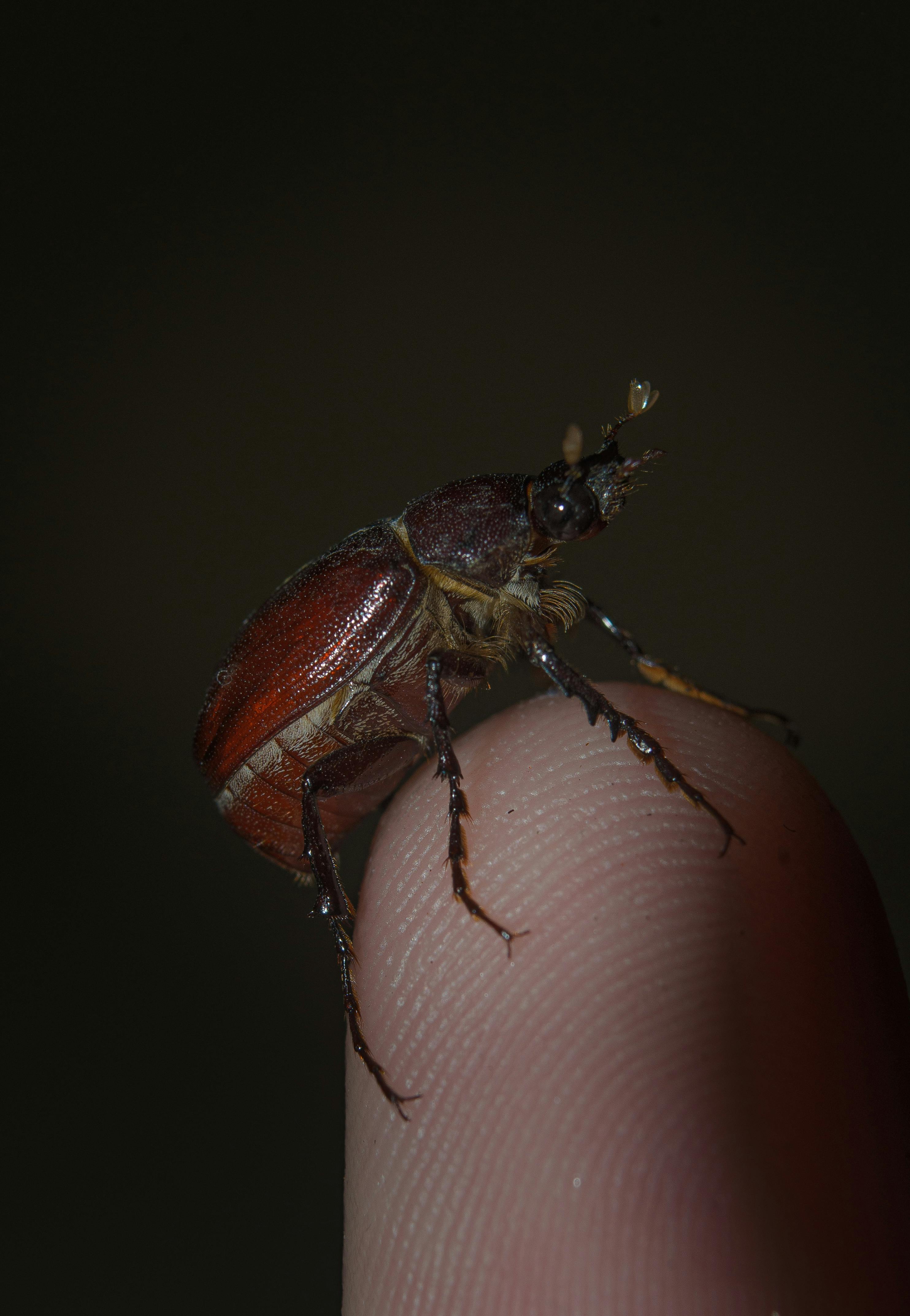 Foto de stock gratuita sobre anatomía de los artrópodos, artrópodo ...