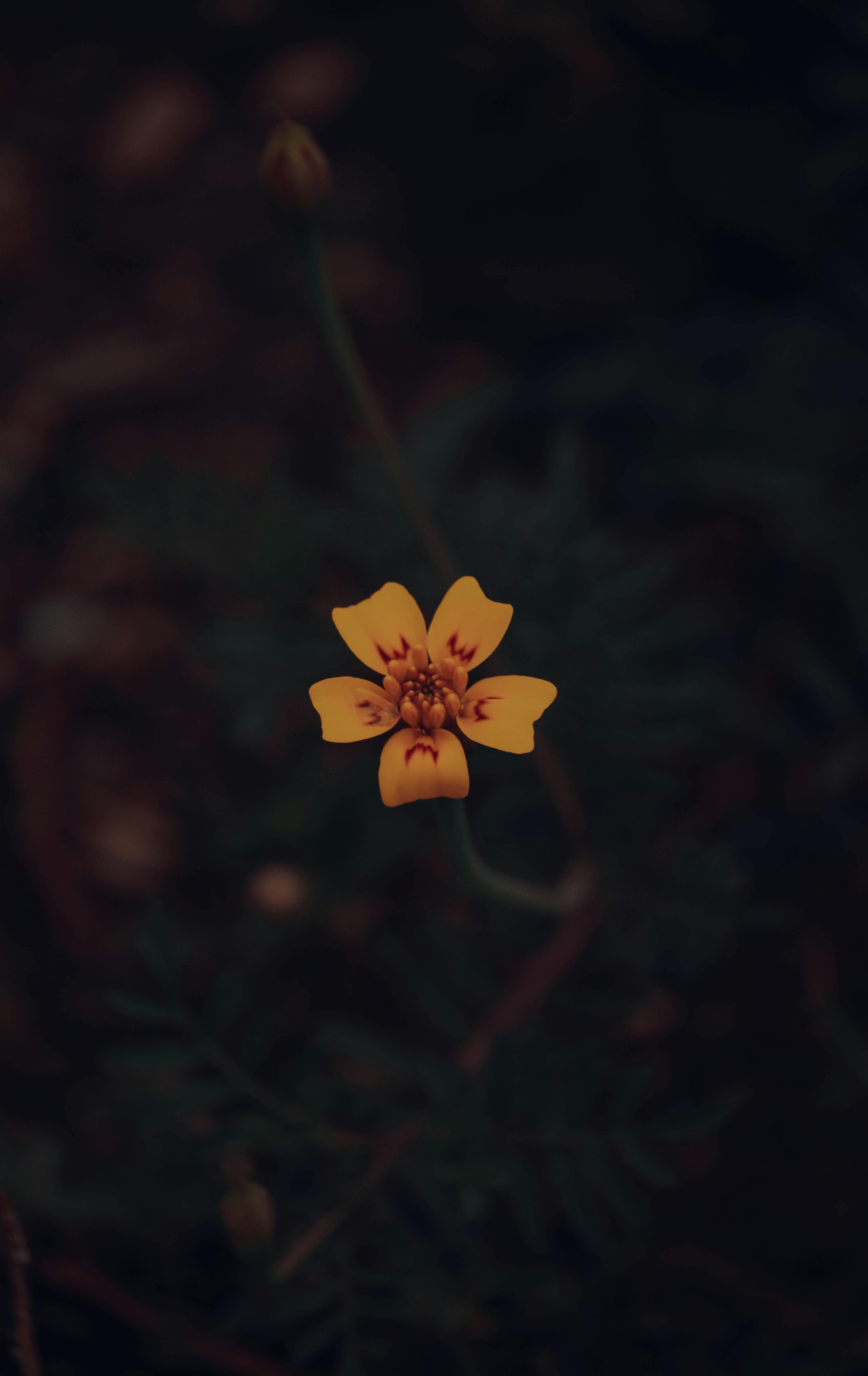 Vibrant Marigold Flower in León, Mexico · Free Stock Photo