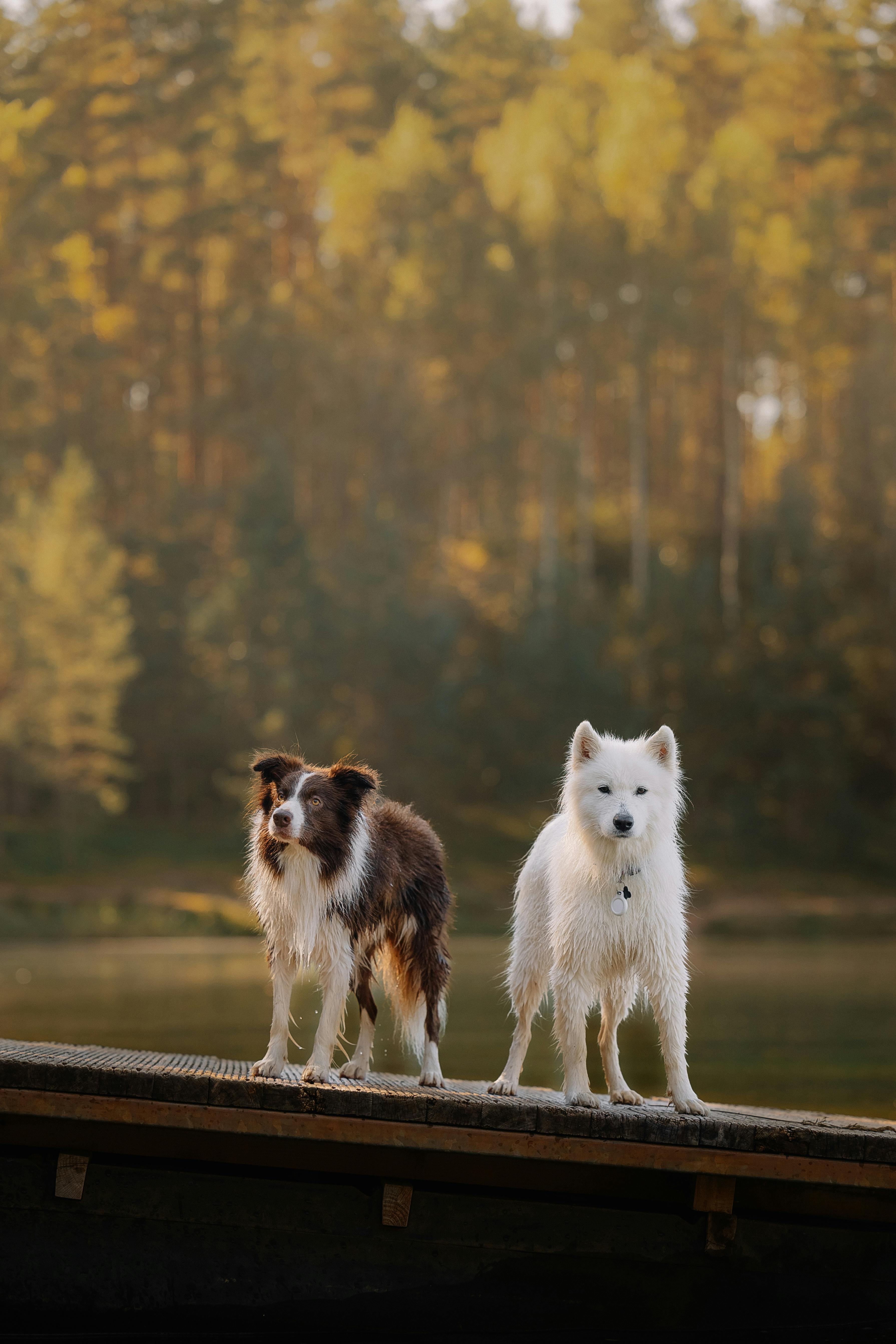 Two Dogs Standing on a Wooden Dock by a Lake · Free Stock Photo