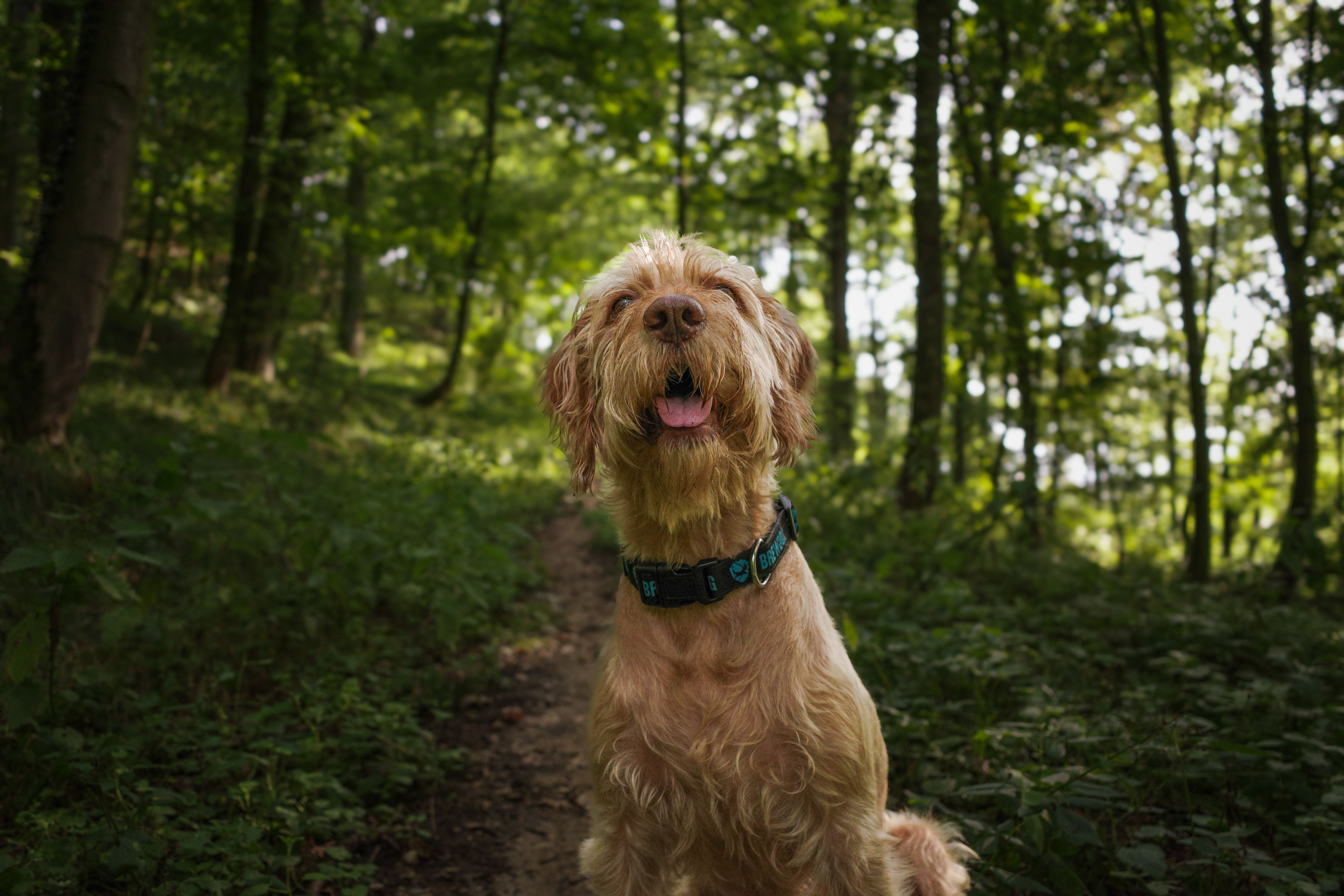 Dog Ham Photos, Download The BEST Free Dog Ham Stock Photos & HD Images