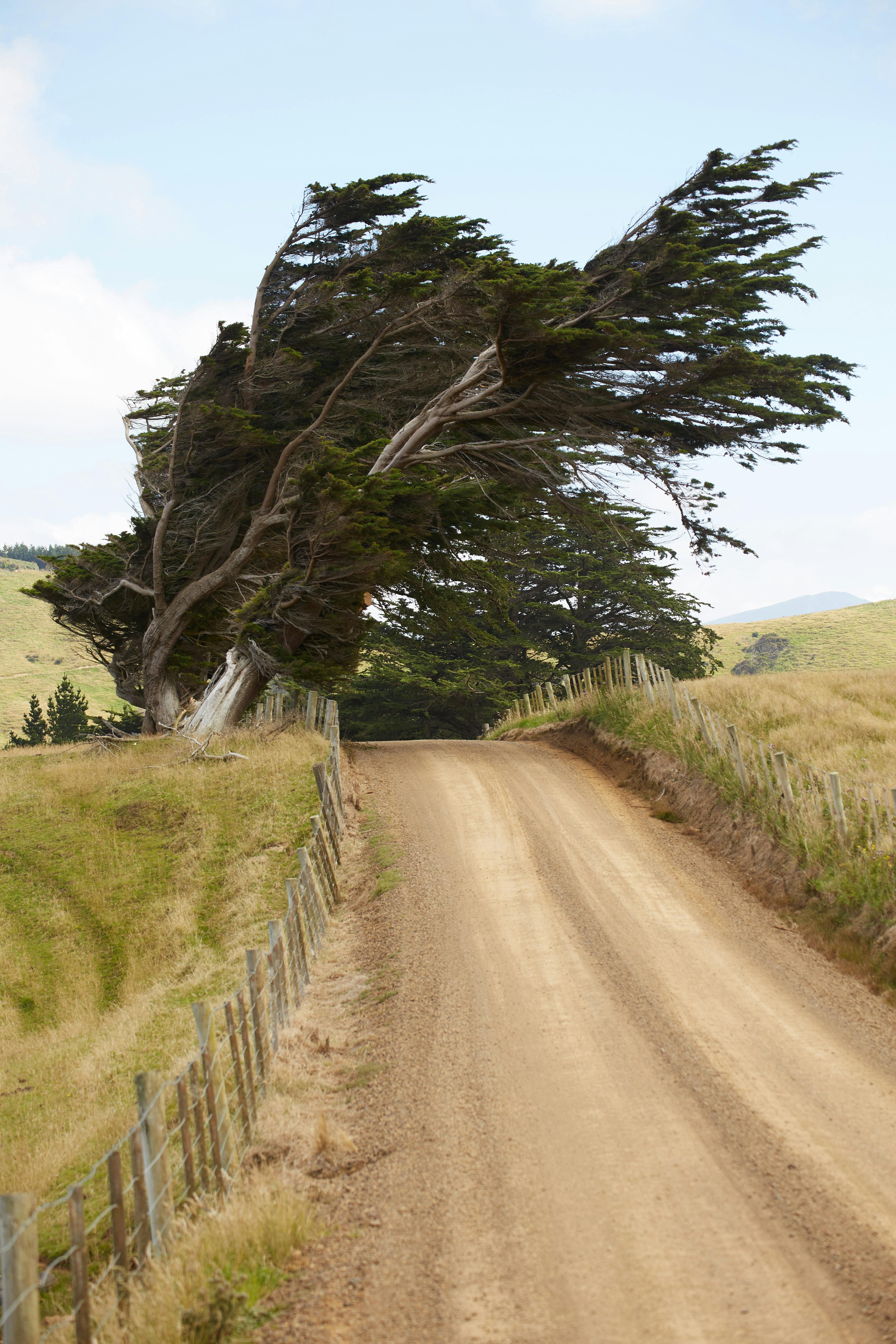 Wind-Swept Trees Along Dirt Road in New Zealand · Free Stock Photo